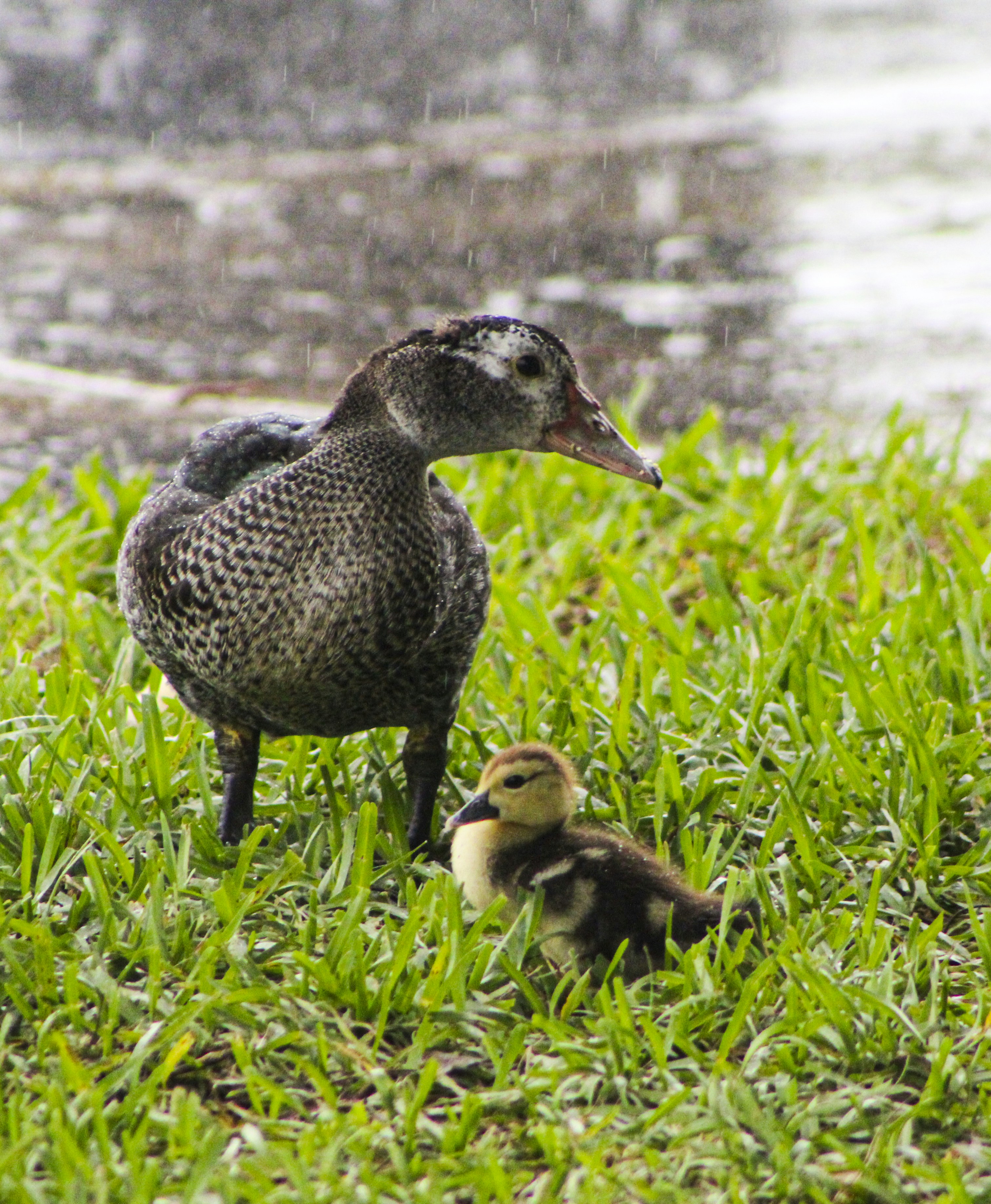 Foto Un pato y un pato bebé en la hierba – Imagen Pájaro gratis en Unsplash