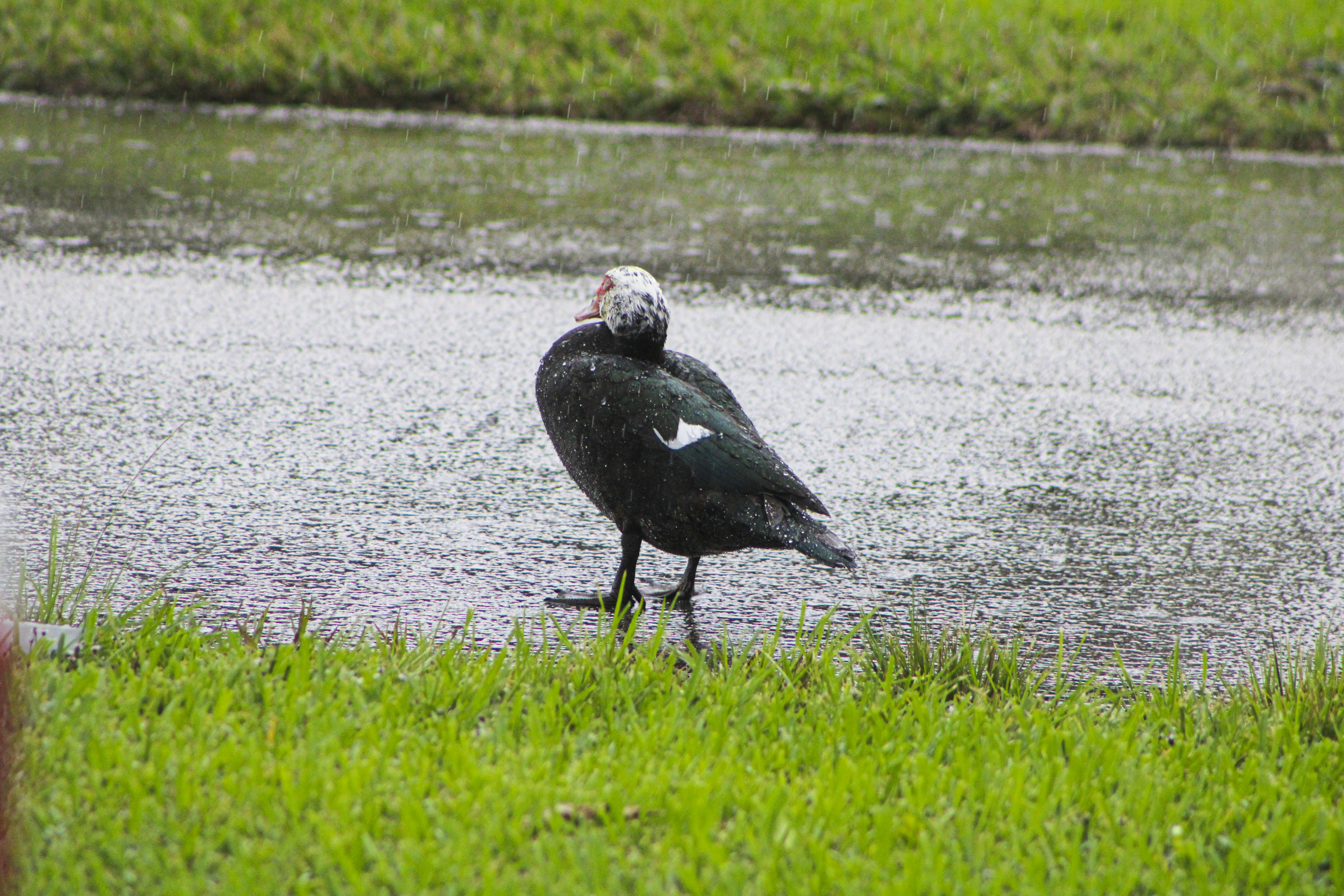 Wading Heron by the Pond in Soft Rain