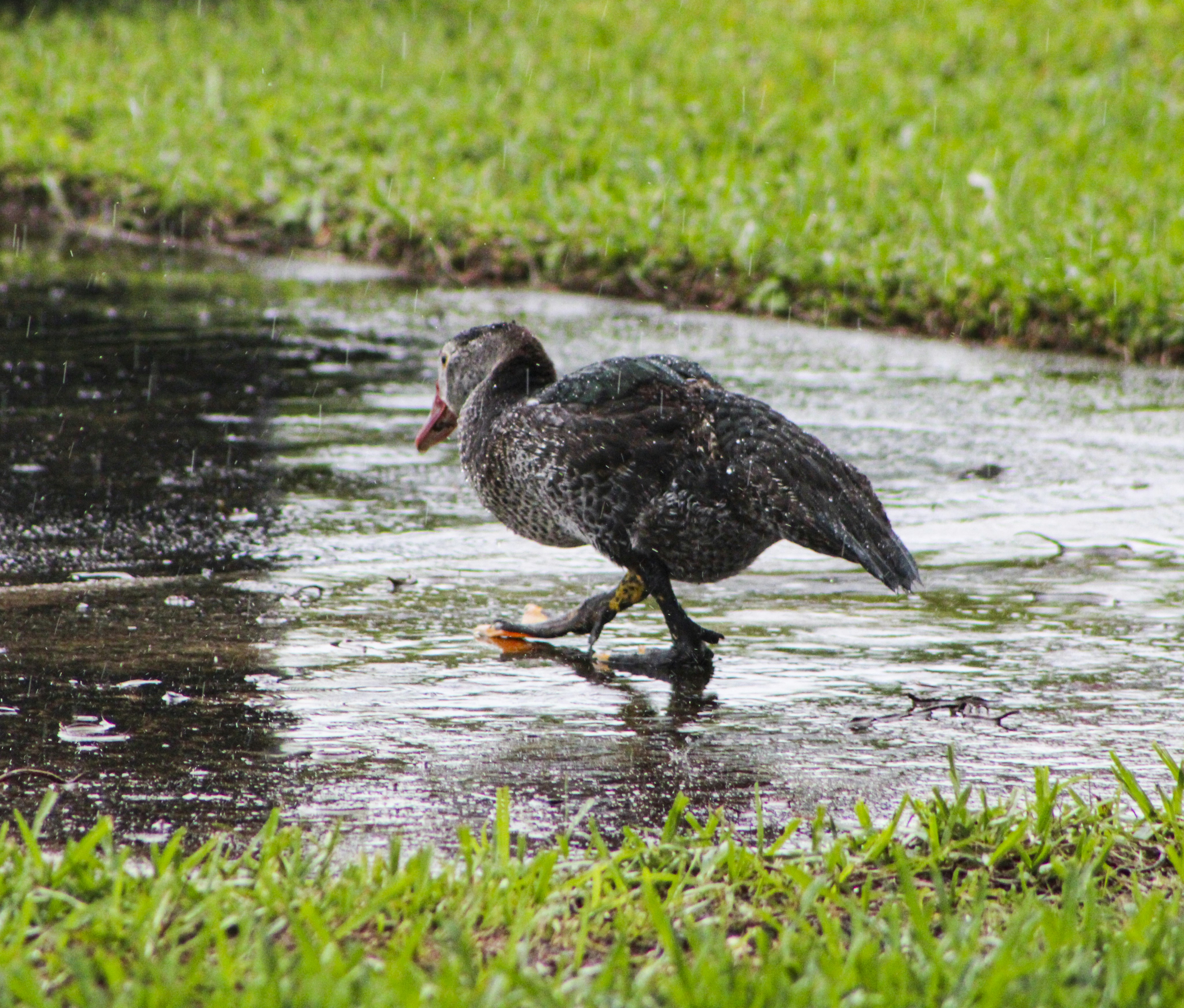 Waterlogged Walk: A Moorhen Traverses a Rain-Slick Patch