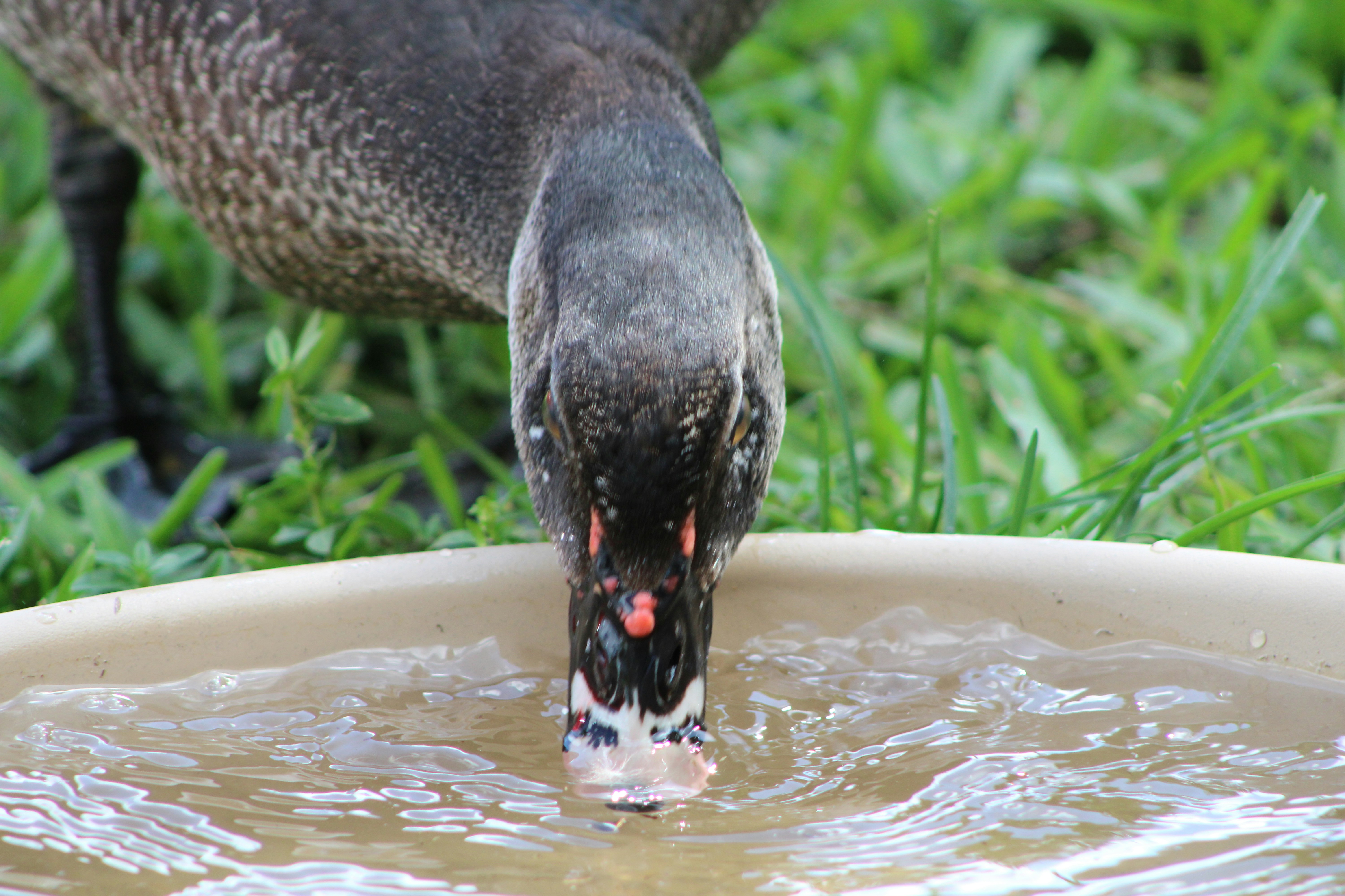 Nibble at the Edge: A Black Swan Lapping Water