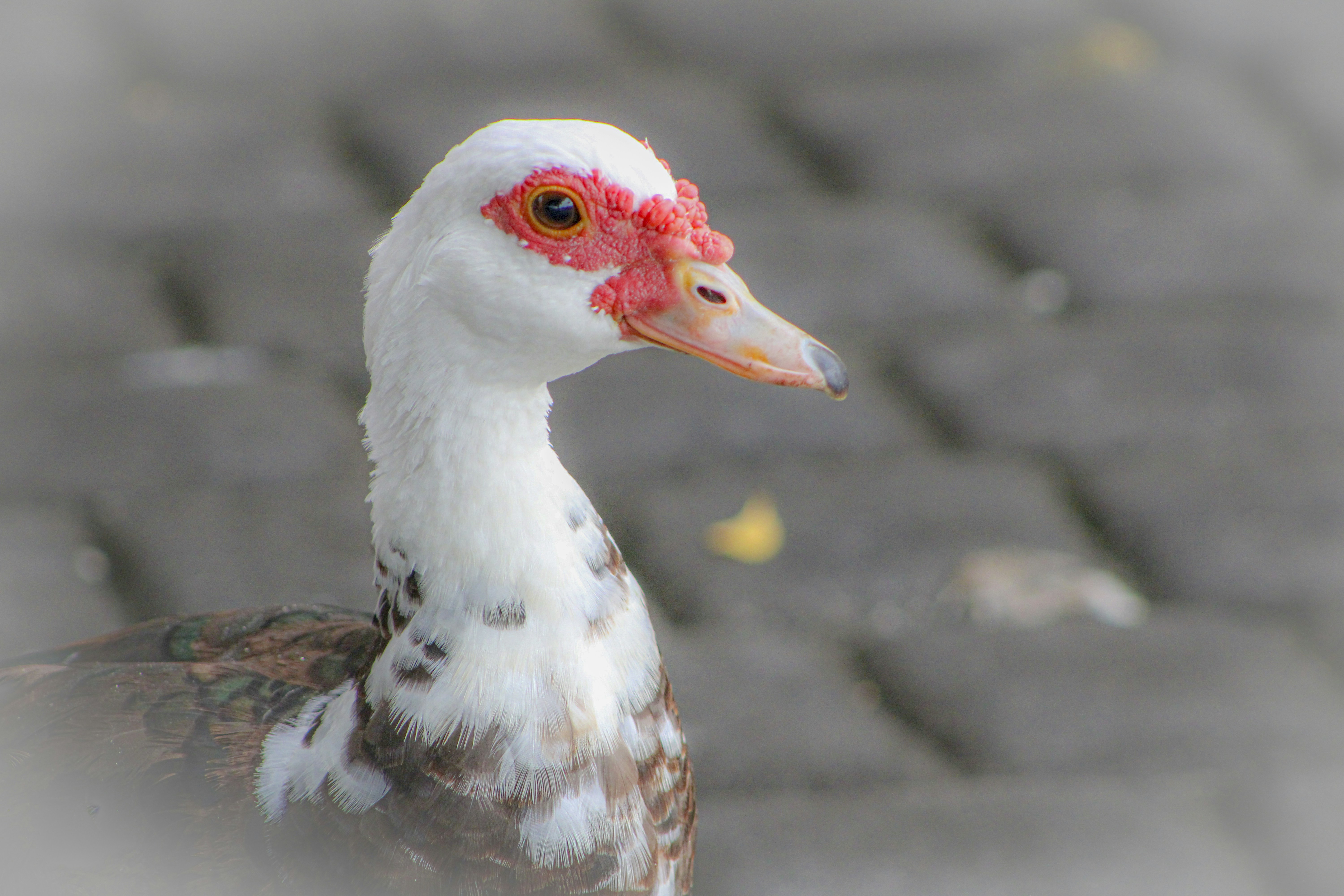Red-eyed Duck Portrait in a Quiet Paved Corner