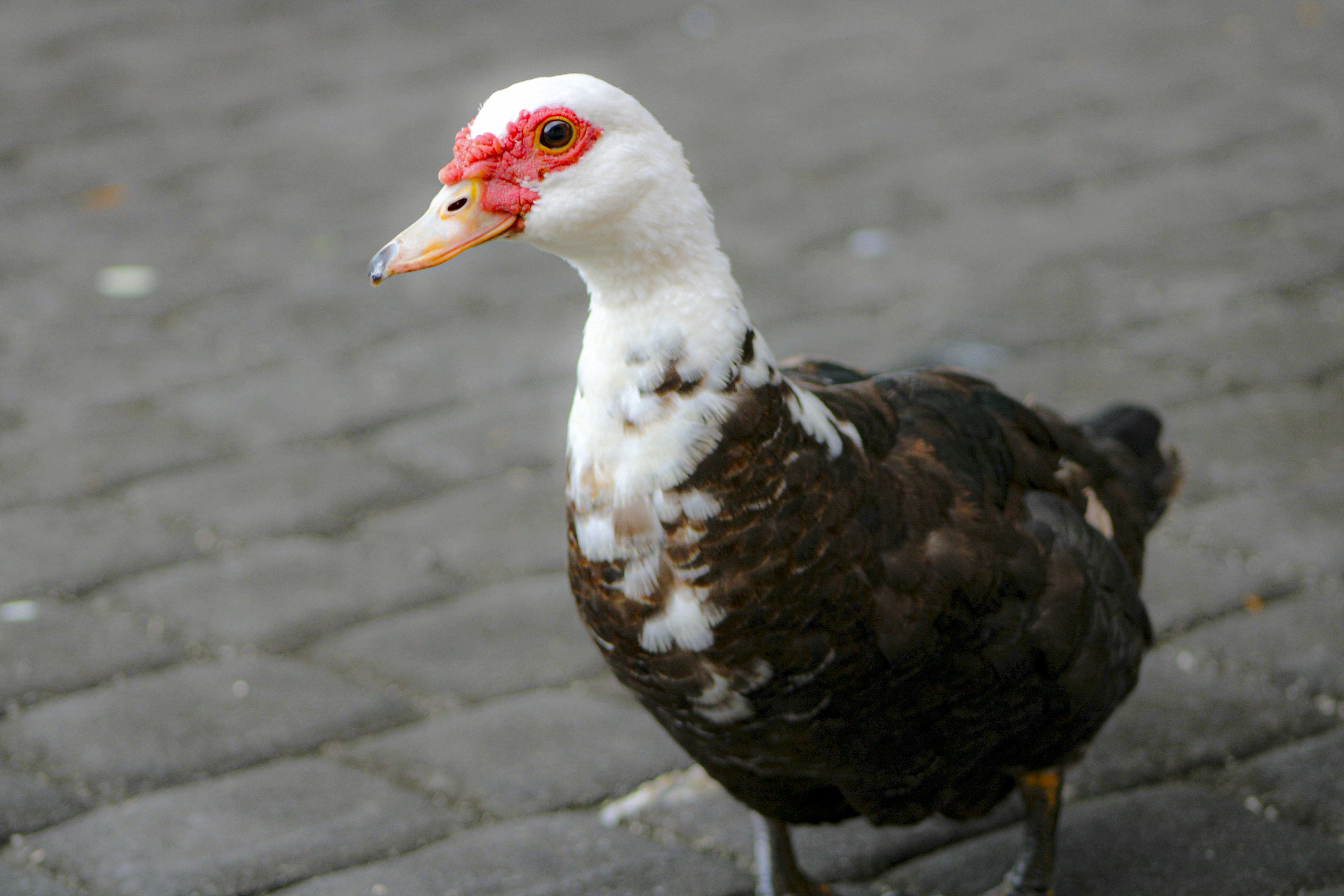 Muscovy Duck on City Cobblestones: A Close-Range Portrait