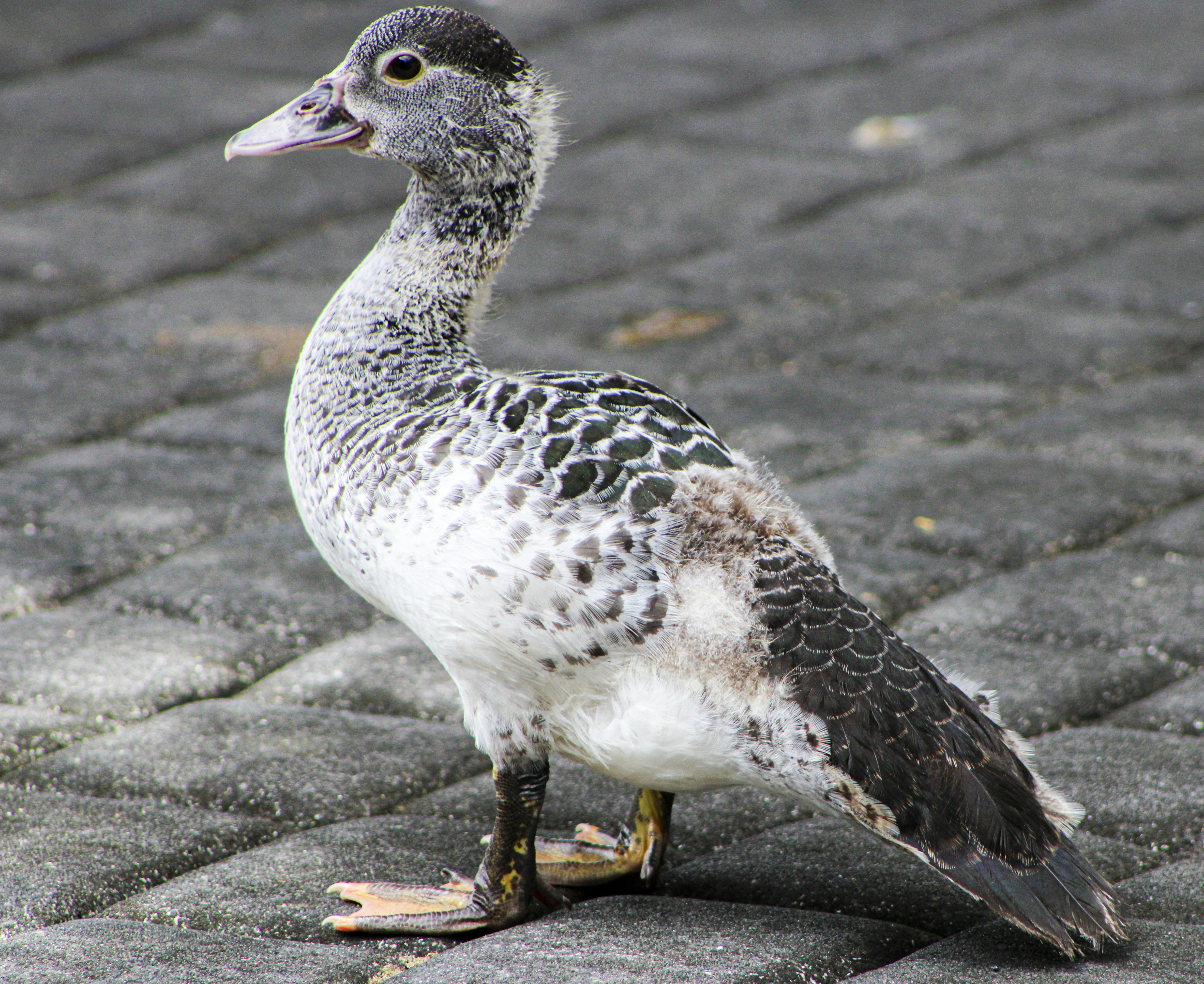Speckled Duck on a Cobblestone Stage