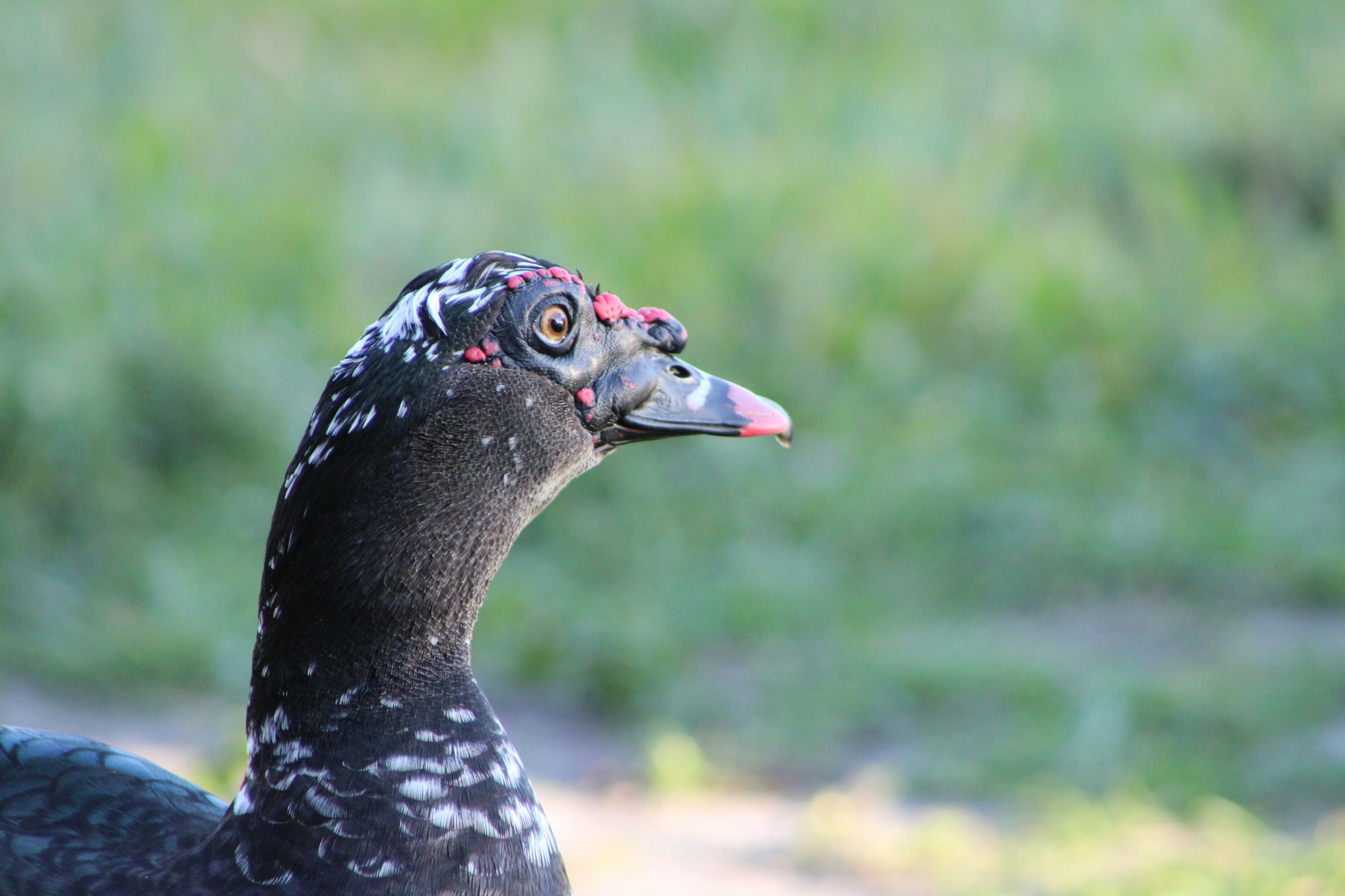 Red-eyed Stringeneck: A Close-Up of a Muscovy Duck in Soft Backlight