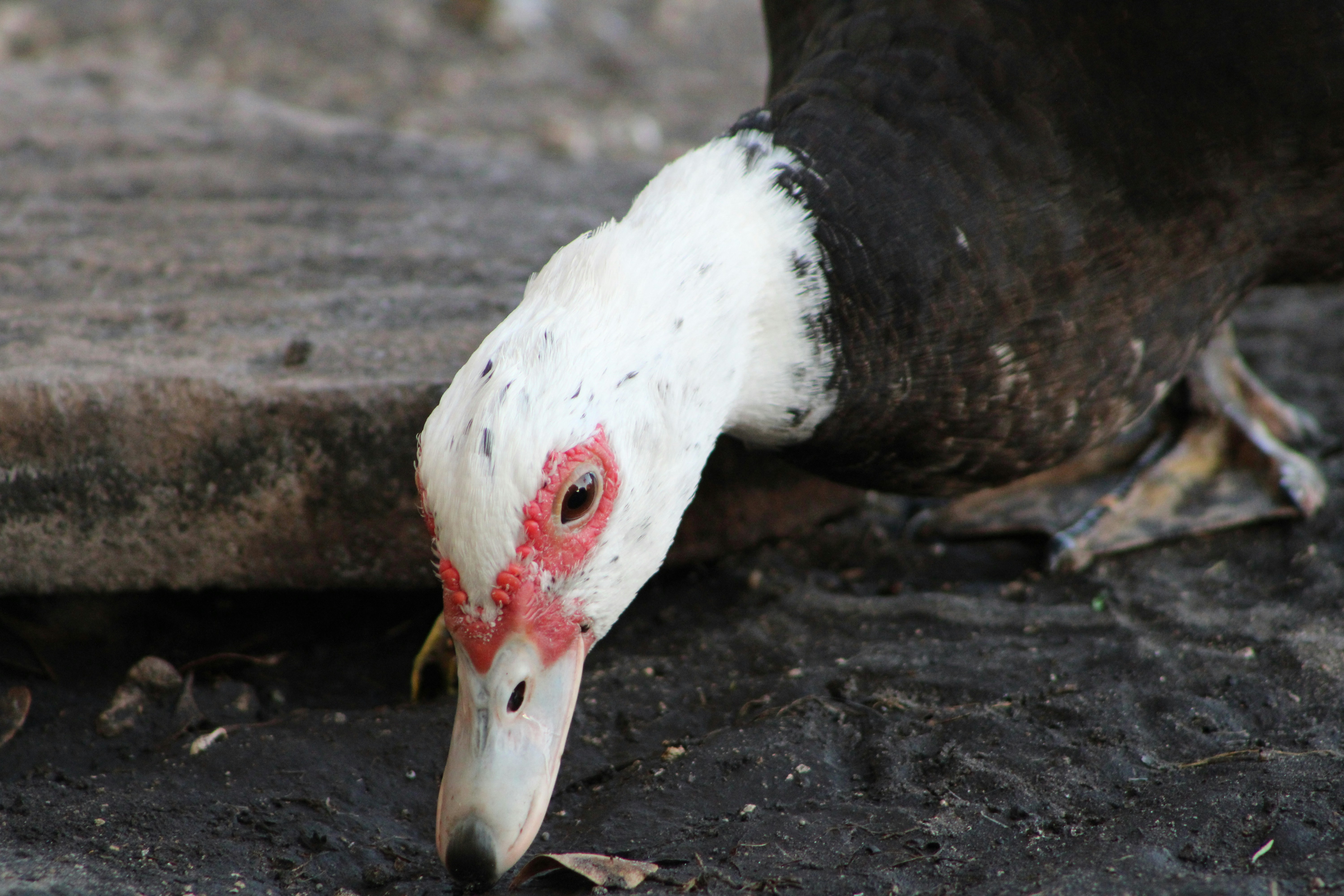 a bird with a long beak