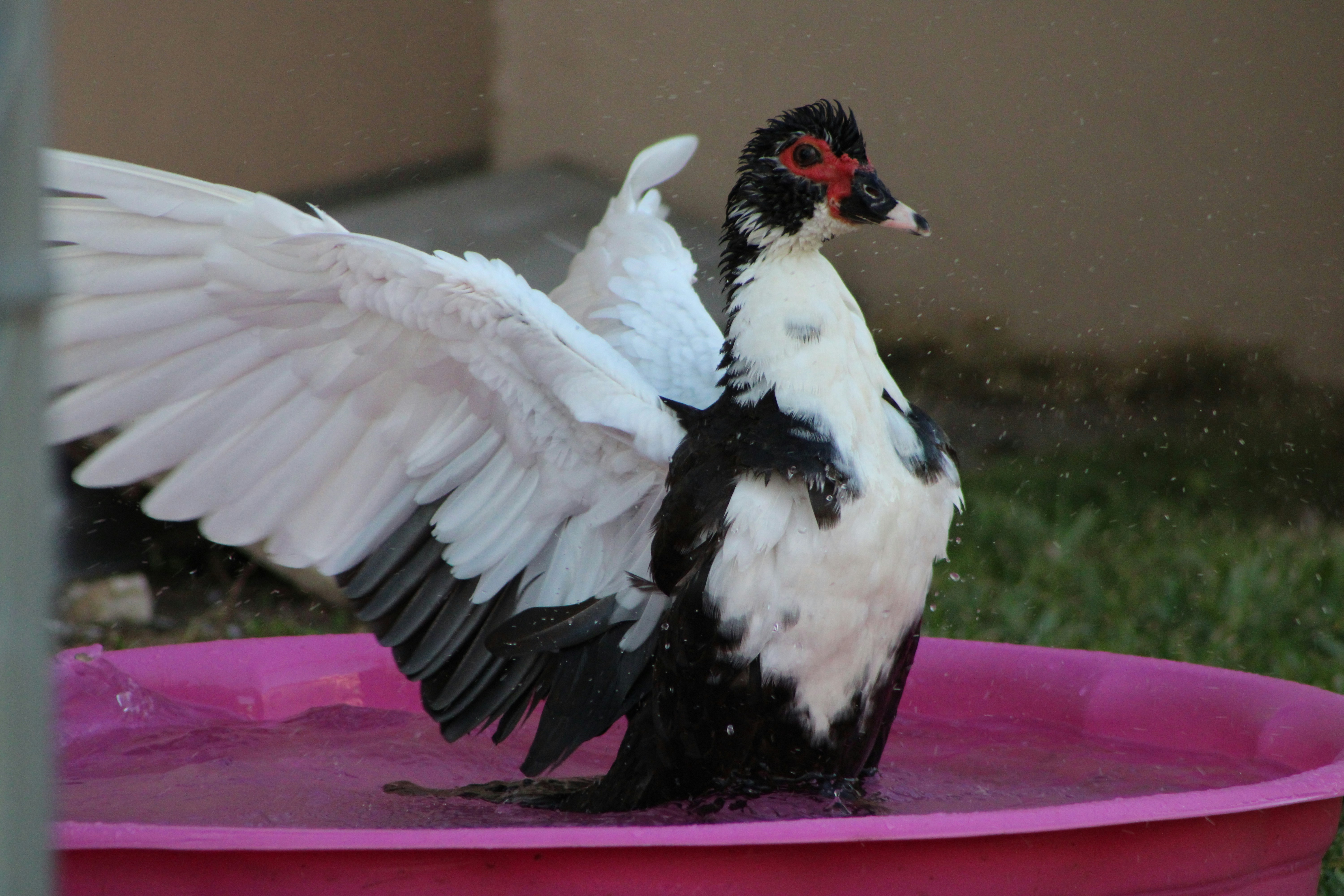 Wing Spread in a Pink Bath: A Muscovy Duck's Bathtime Moment