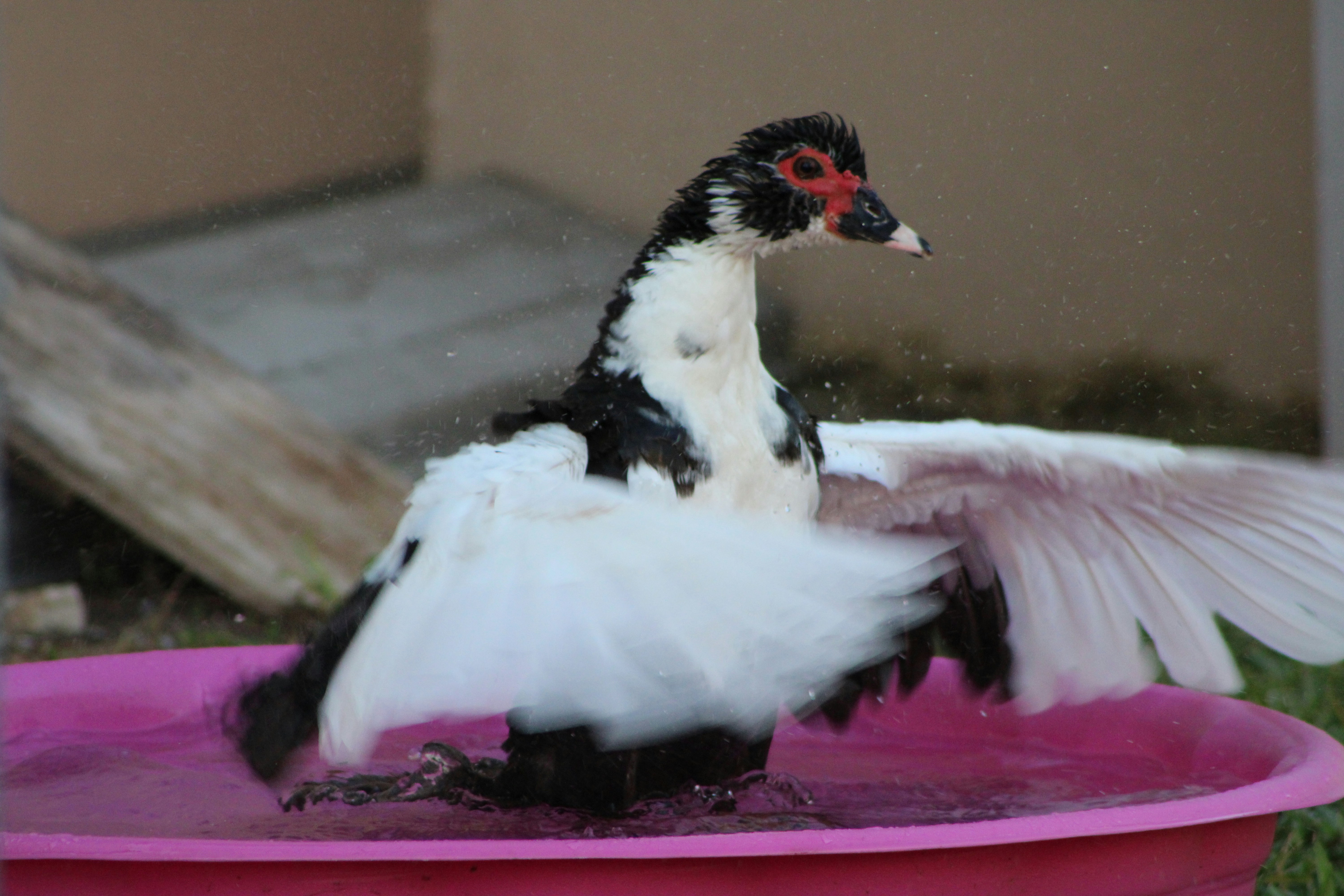 Splashing Silhouette: A Black-White Waterfowl Strikes a Pink Basin