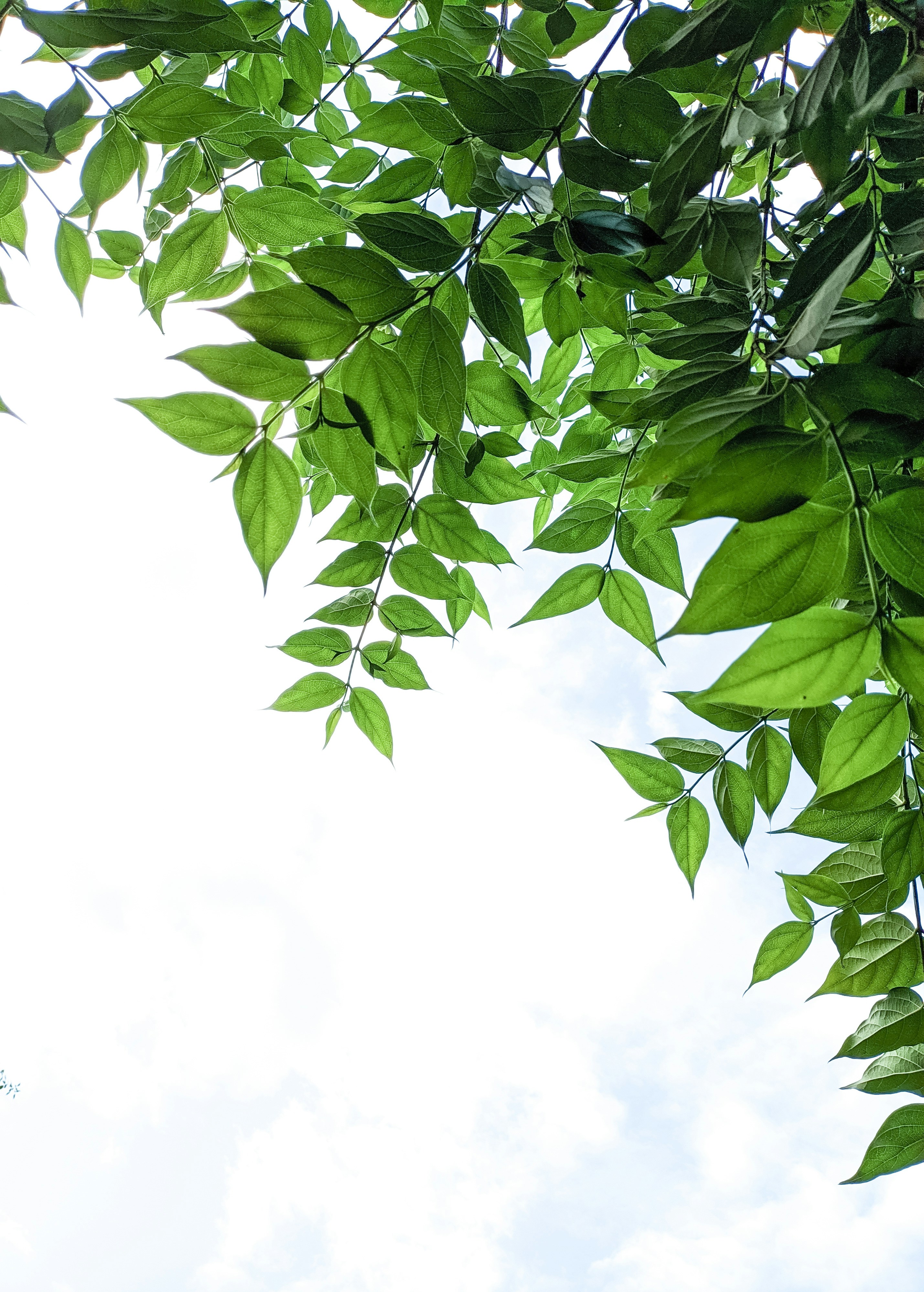 녹색 잎이있는 나무 사진 – Unsplash의 무료 이미지