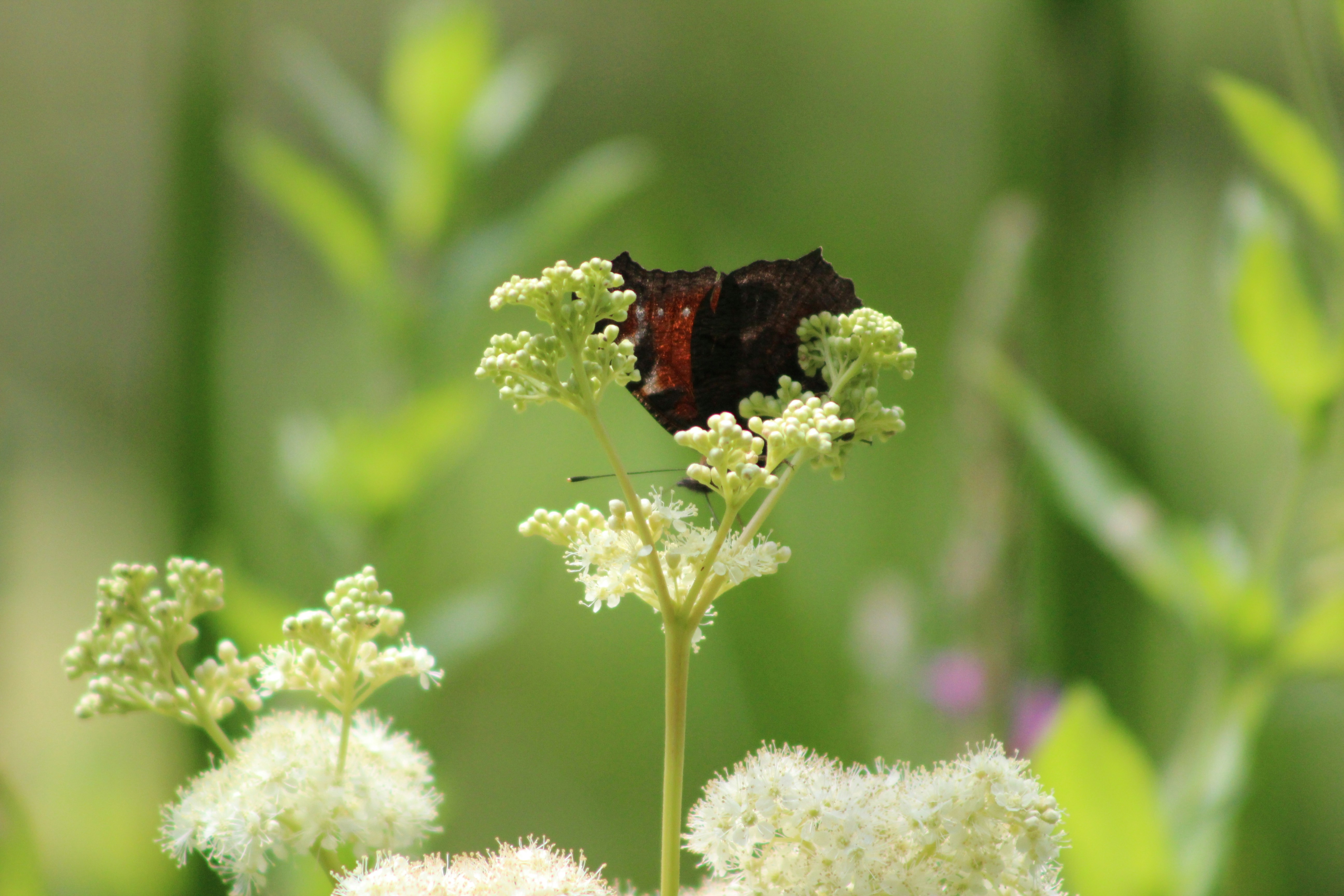 Dark-winged Butterfly Perched Above Cloudlike White Blooms in a Sunlit Garden