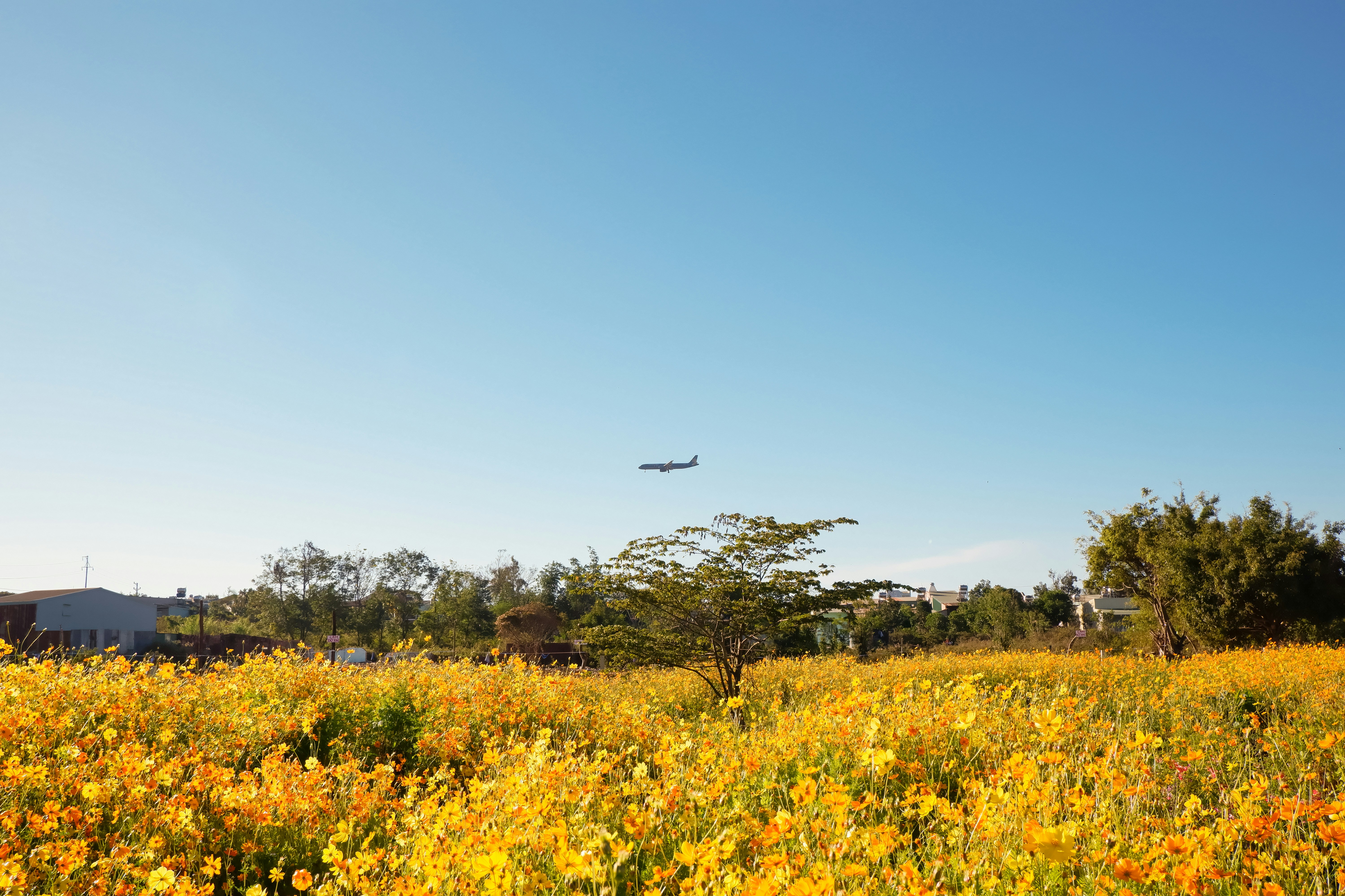 Jet Crossing the Golden Field: A Quiet Flight Above Spring Bloom