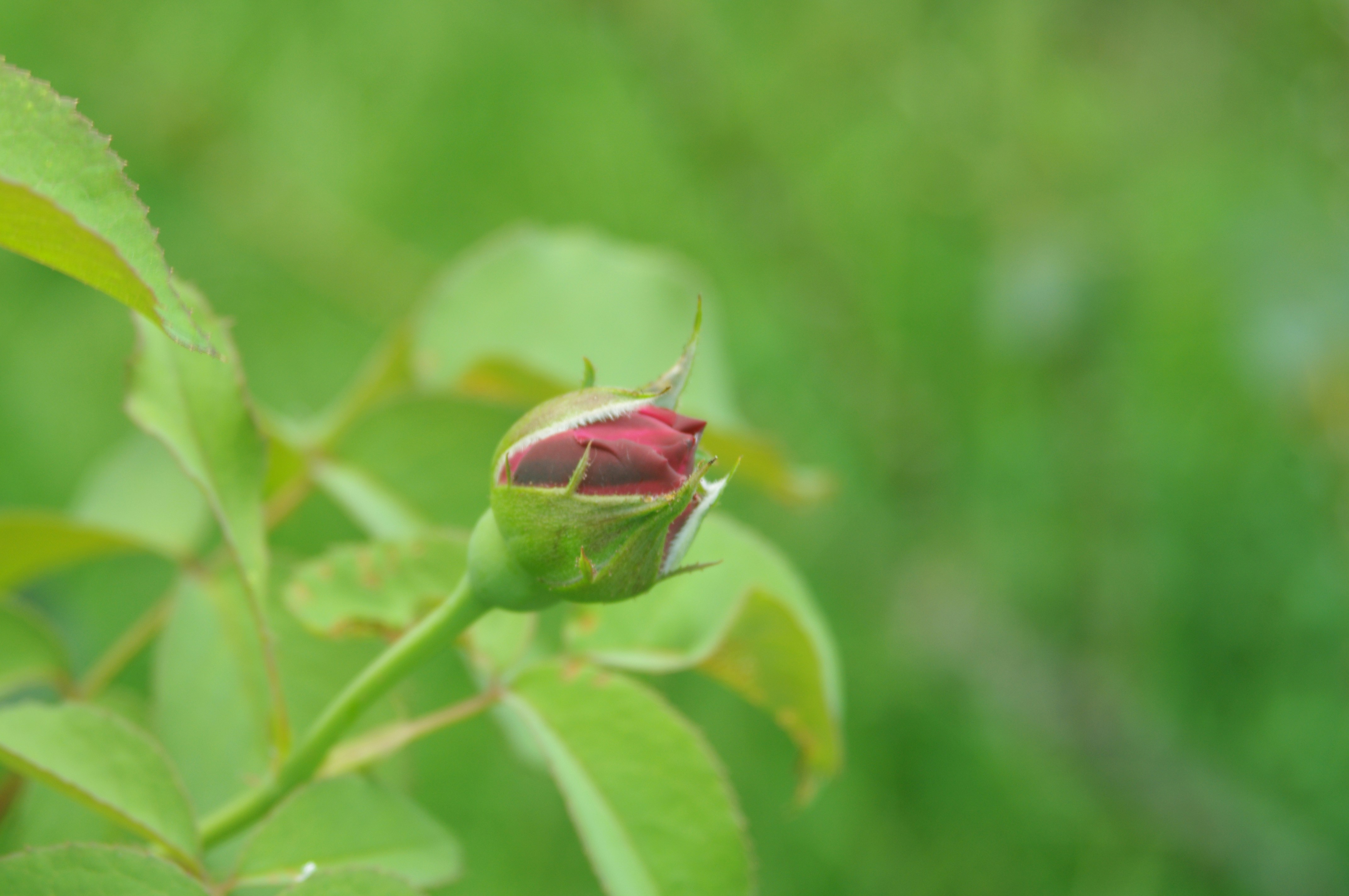 Rosebud in Focus: a delicate pink bloom cradled by emerald leaves