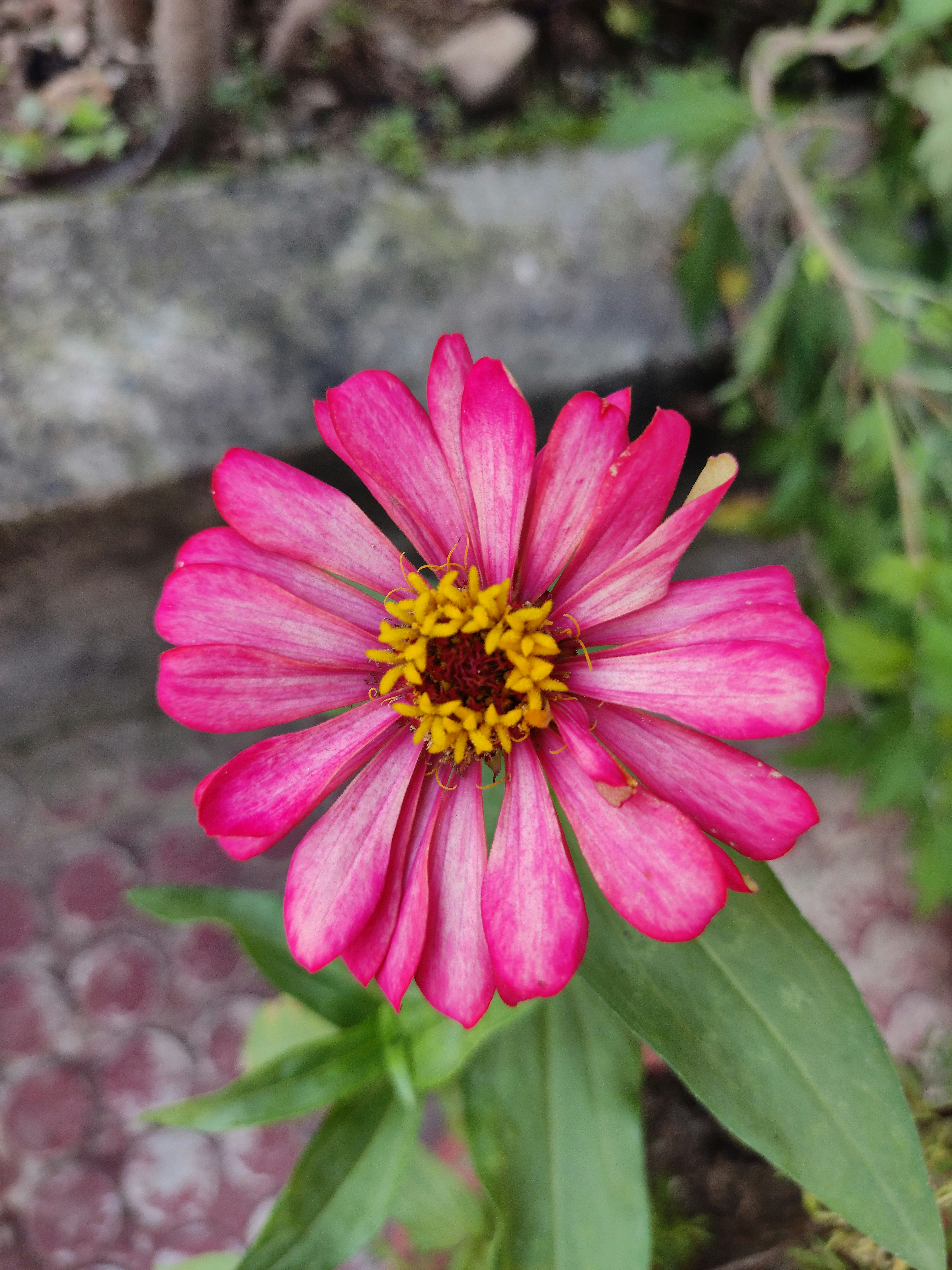 Bright pink zinnia flower with yellow center, surrounded by lush green leaves and a textured background.
