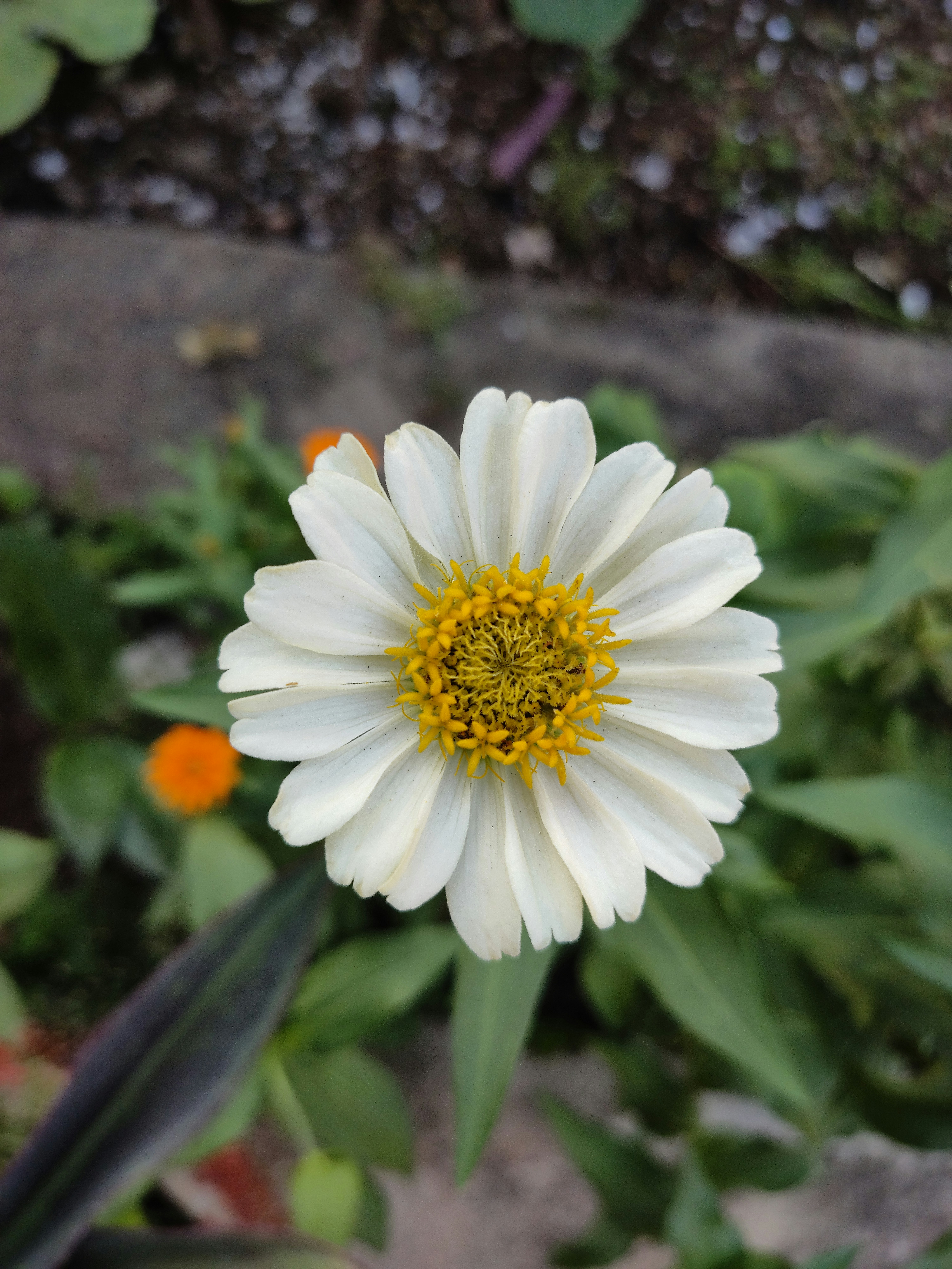 A close-up view of a white flower with a vibrant yellow center, surrounded by lush green foliage. The flower stands out against a blurred background of other garden plants.