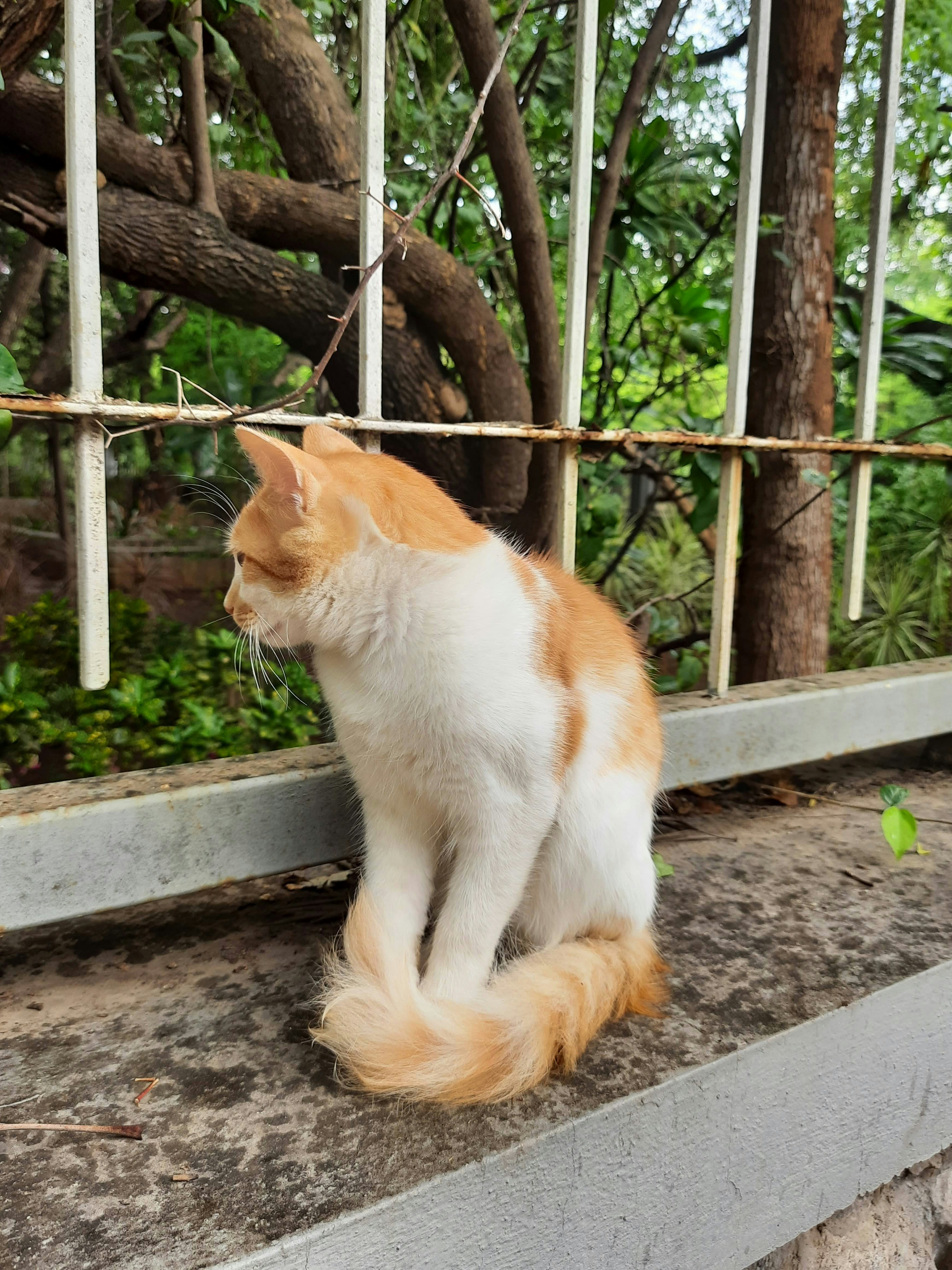 A fluffy orange and white cat sits gracefully on a stone ledge, gazing thoughtfully at its surroundings, framed by a backdrop of lush greenery and a weathered fence.