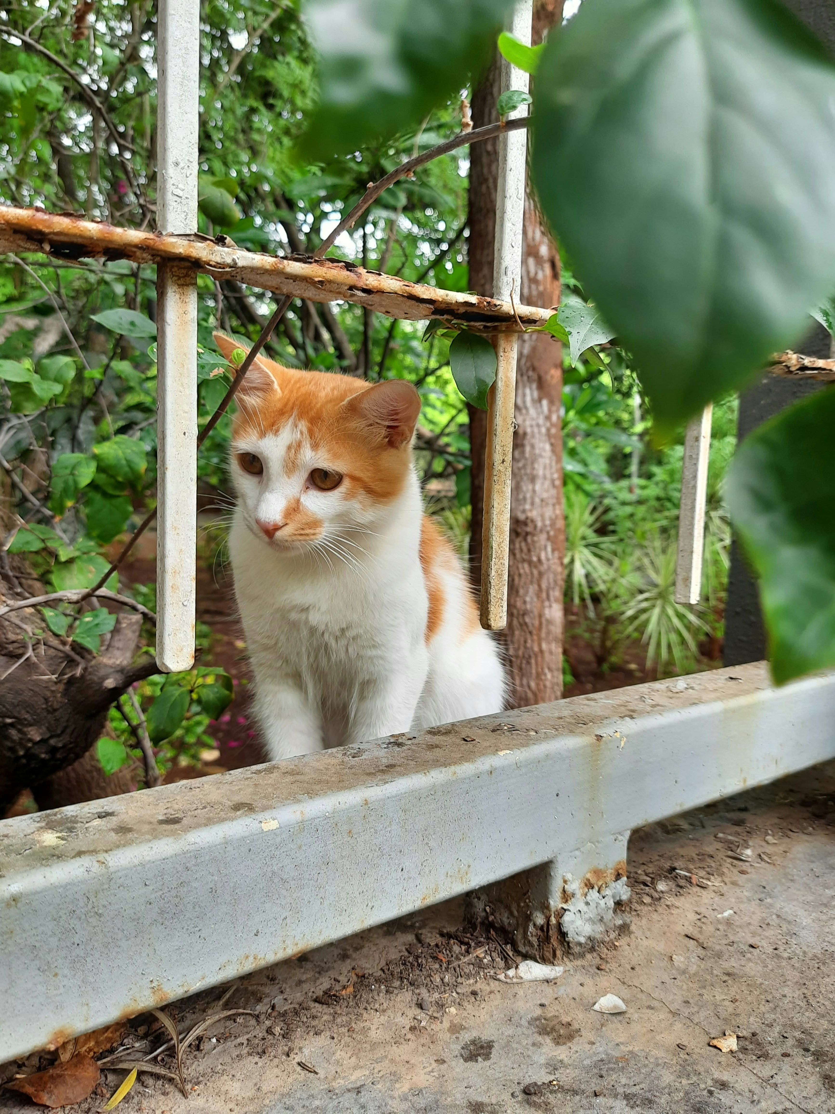 A ginger and white cat peering through a weathered fence, surrounded by lush greenery and vibrant foliage.