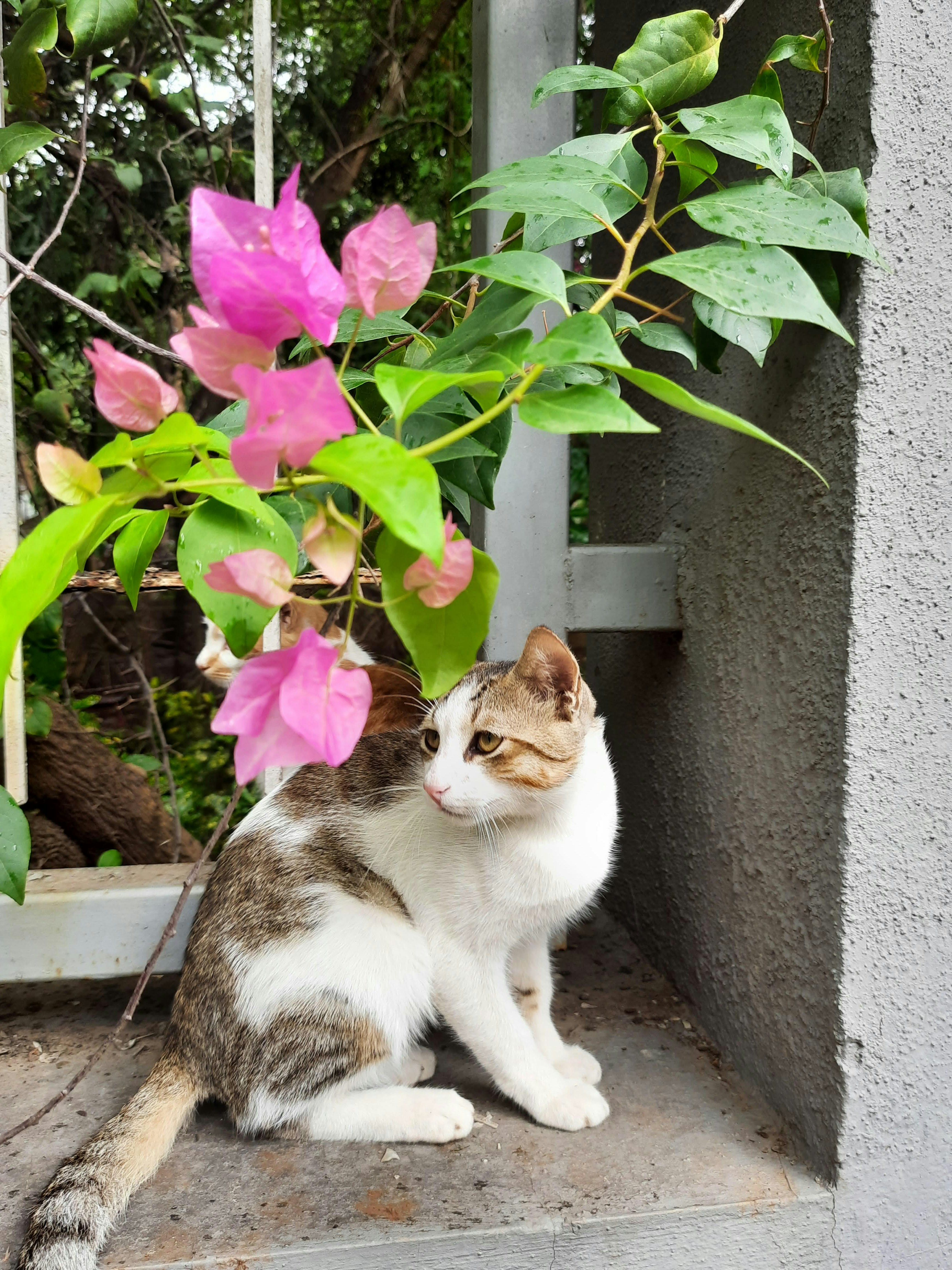 A playful cat sits on a stone ledge, surrounded by vibrant pink bougainvillea flowers, creating a harmonious blend of nature and curiosity.