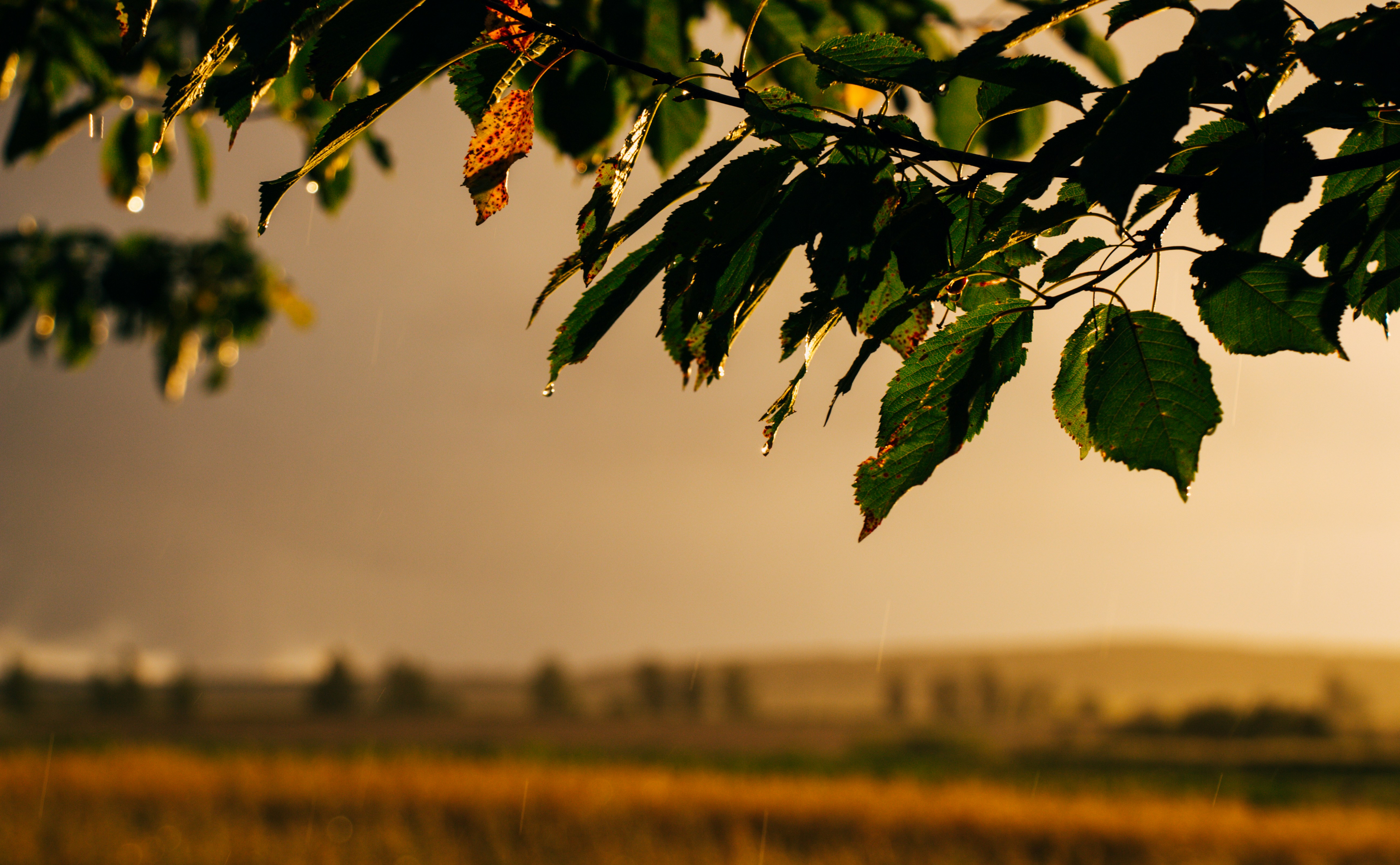 A tree branch with leaves photo – Free Sunset Image on Unsplash