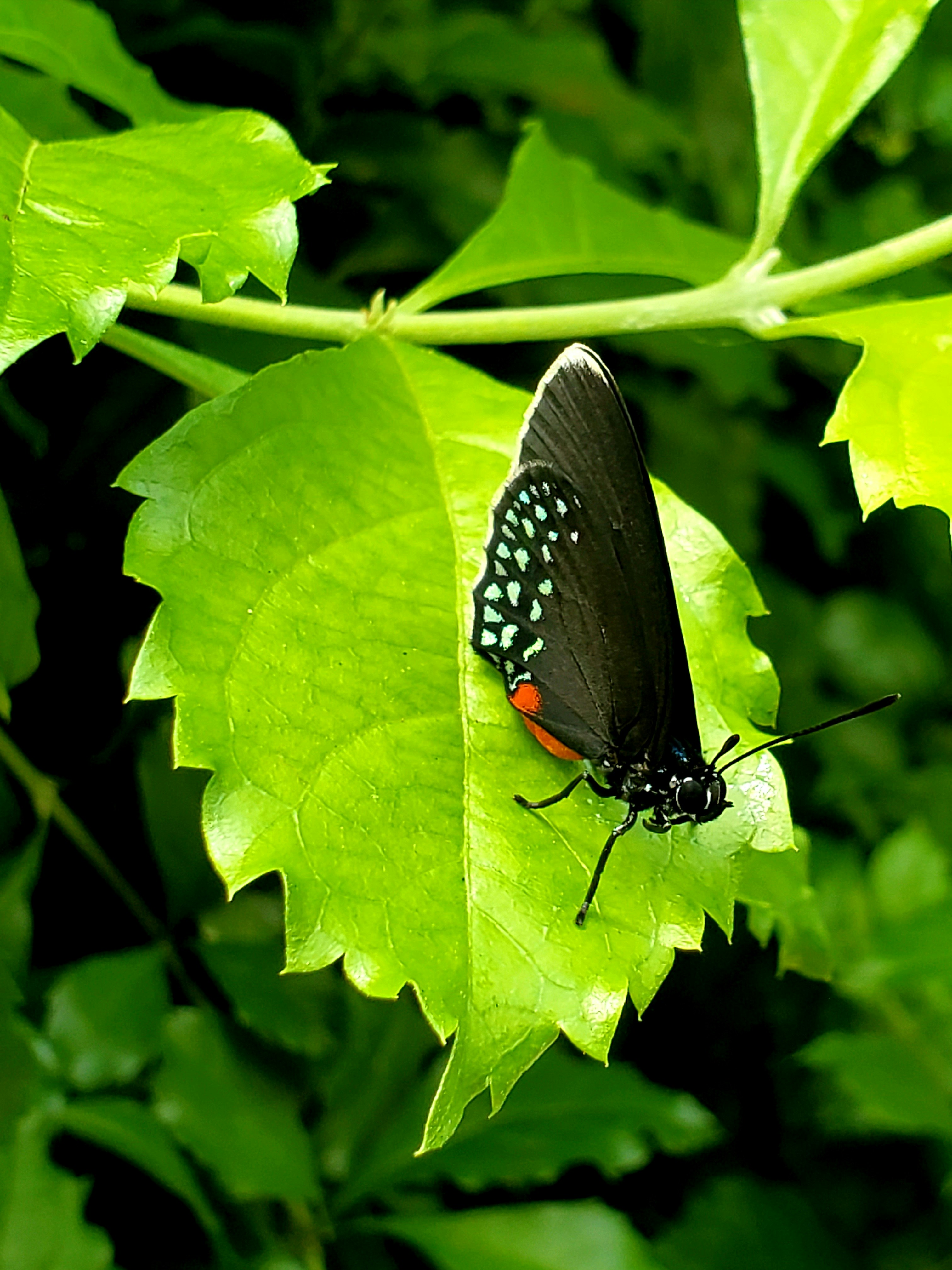 A butterfly resting on a vibrant green leaf, showcasing its striking patterns and colors against the lush foliage.