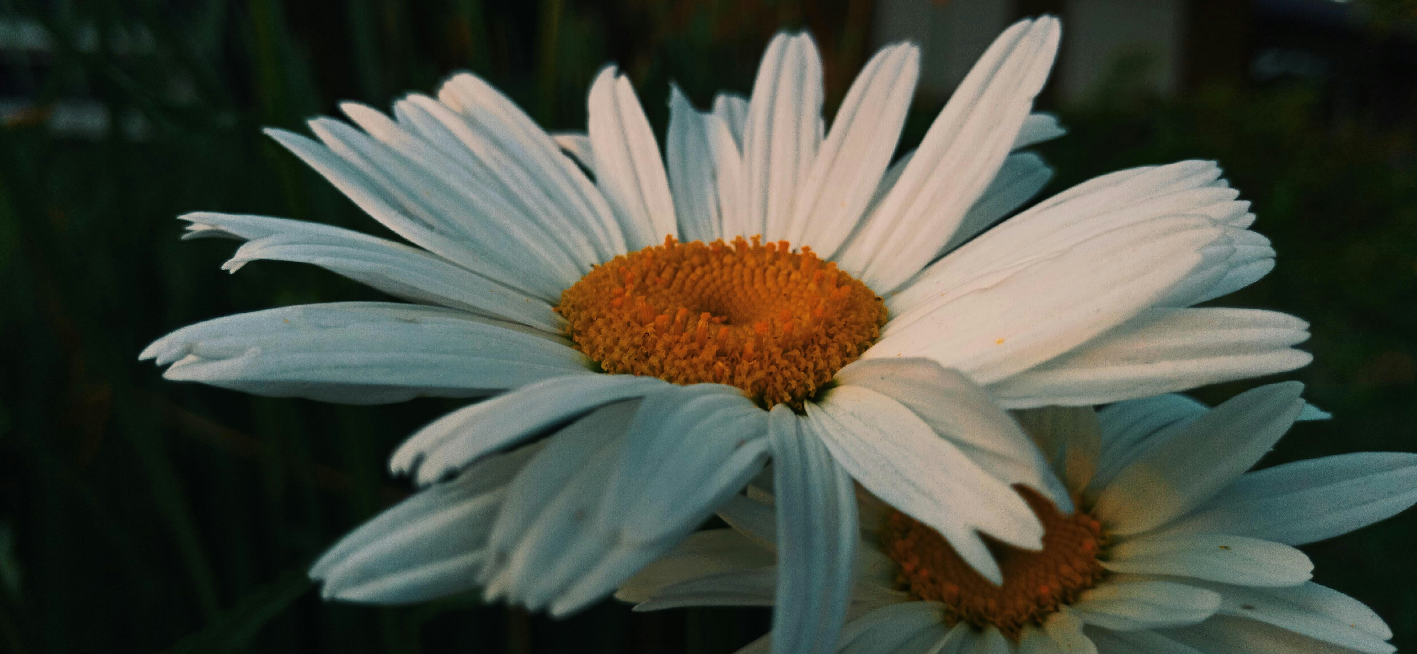 White daisies in bright contrast against a dark garden backdrop