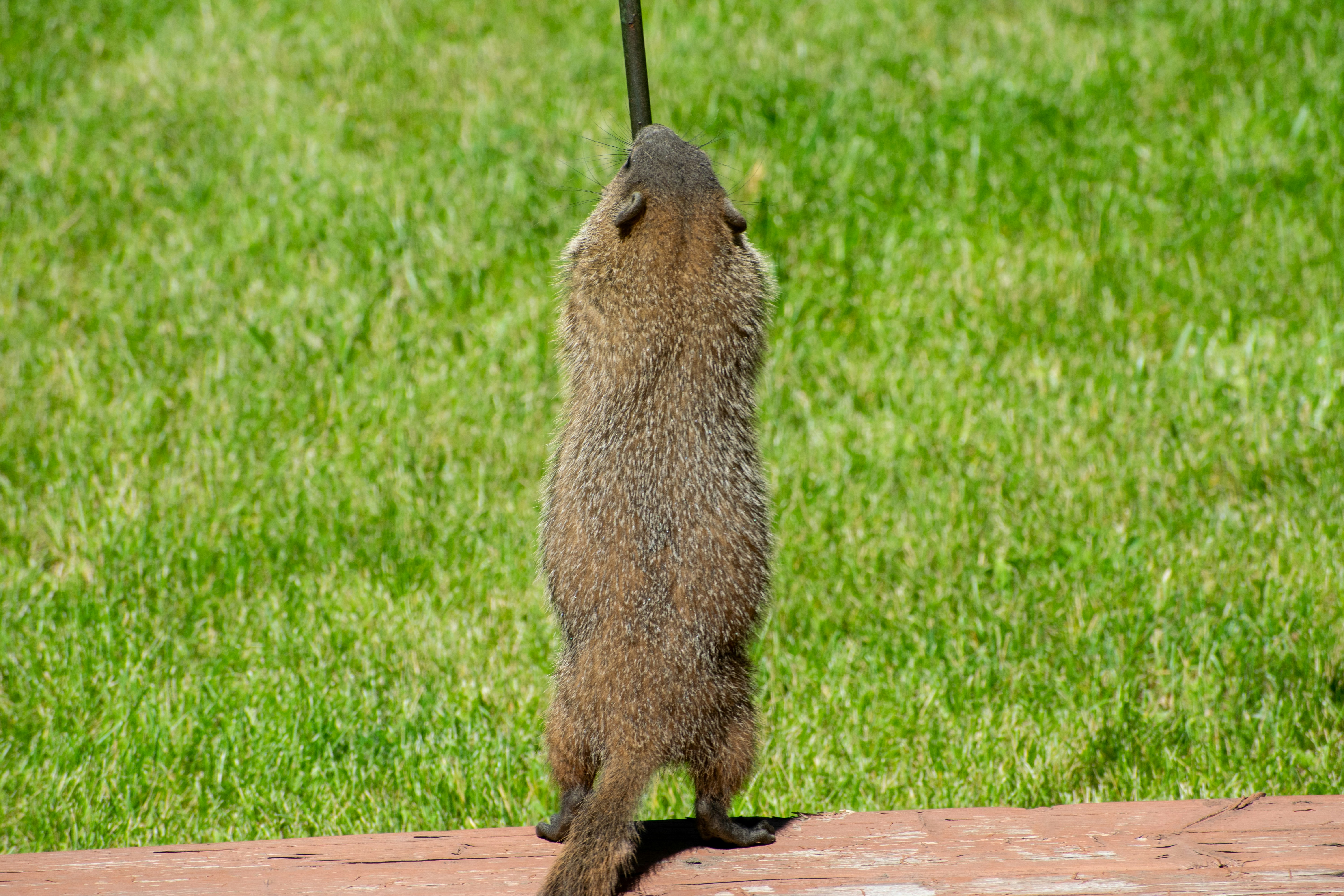 A brown furry animal standing on a ledge with grass in the background ...