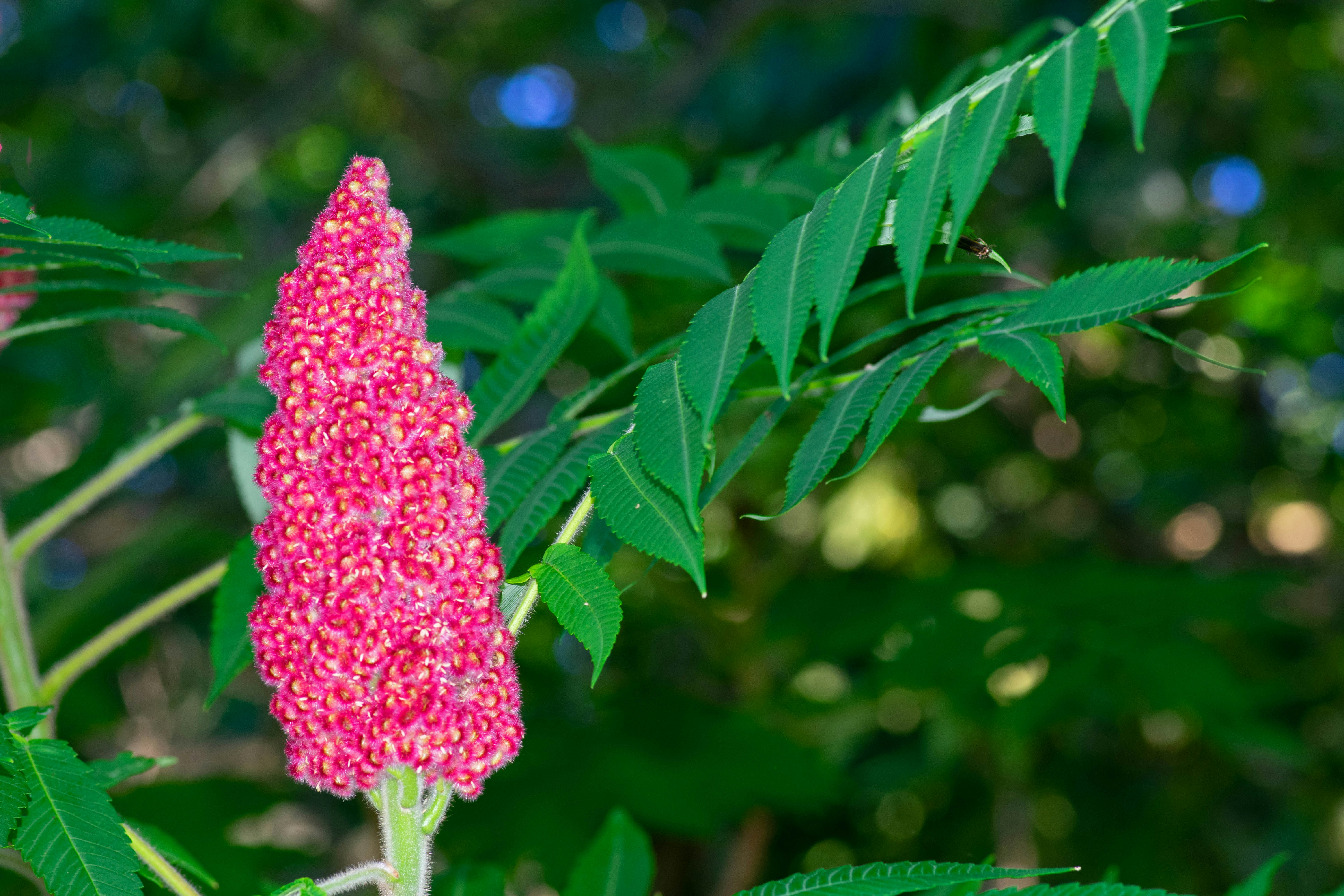 Pink Amaranth Spike Against a Velvet Green Backdrop
