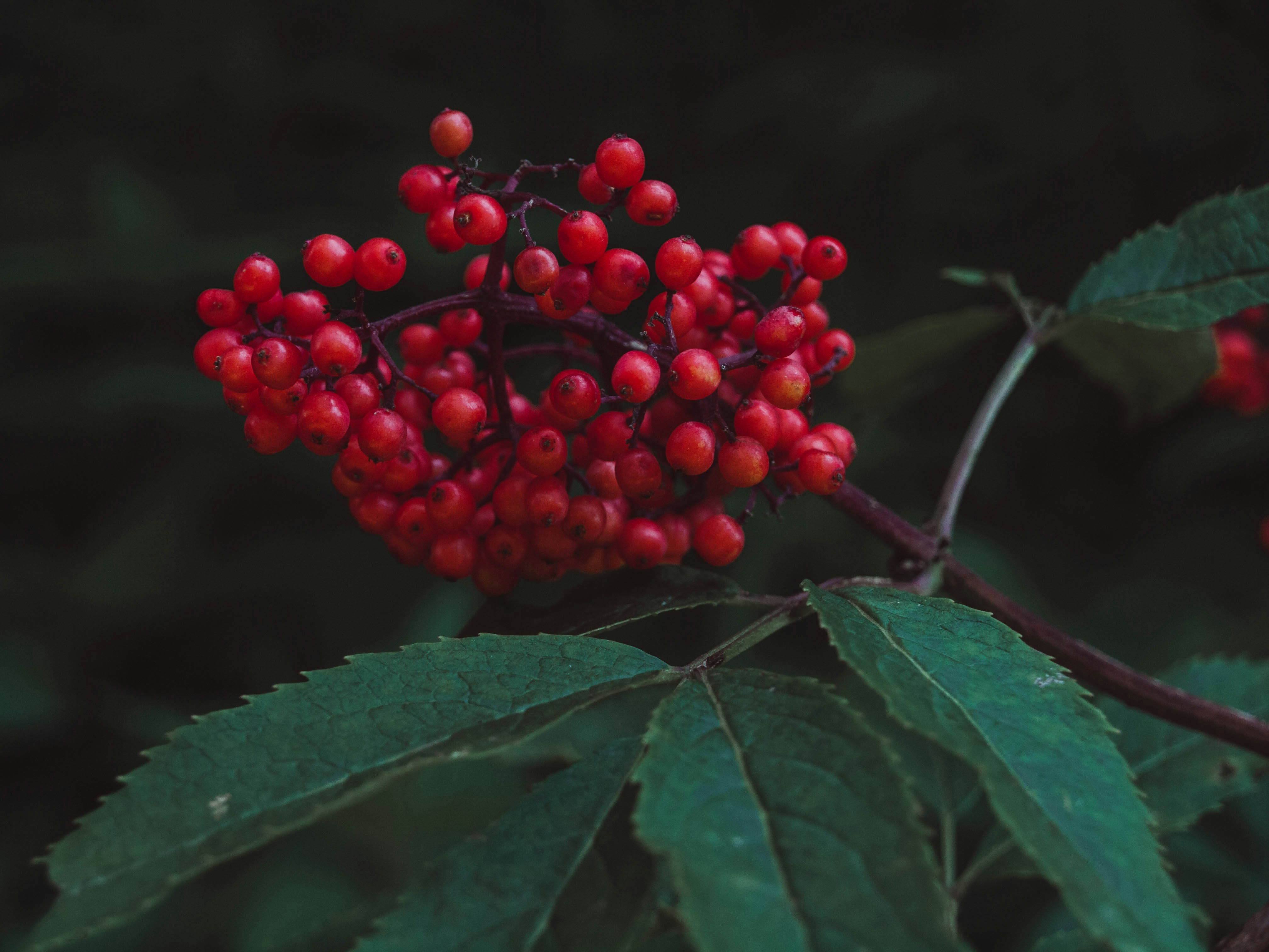 Dark-green leaves frame a vivid cluster of red berries, with soft natural light highlighting their gloss and texture.