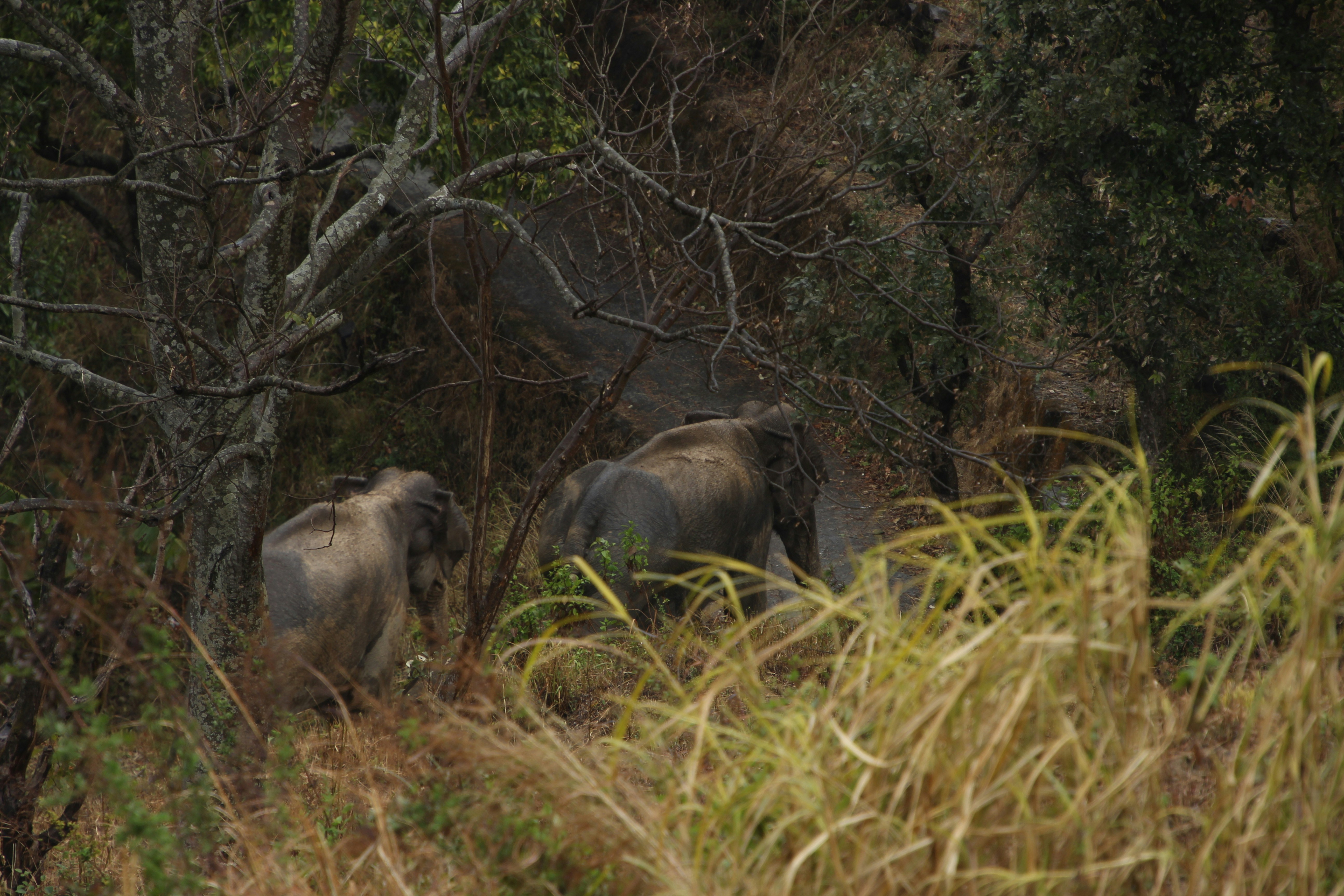 Two elephants navigating through dense foliage in a natural habitat.