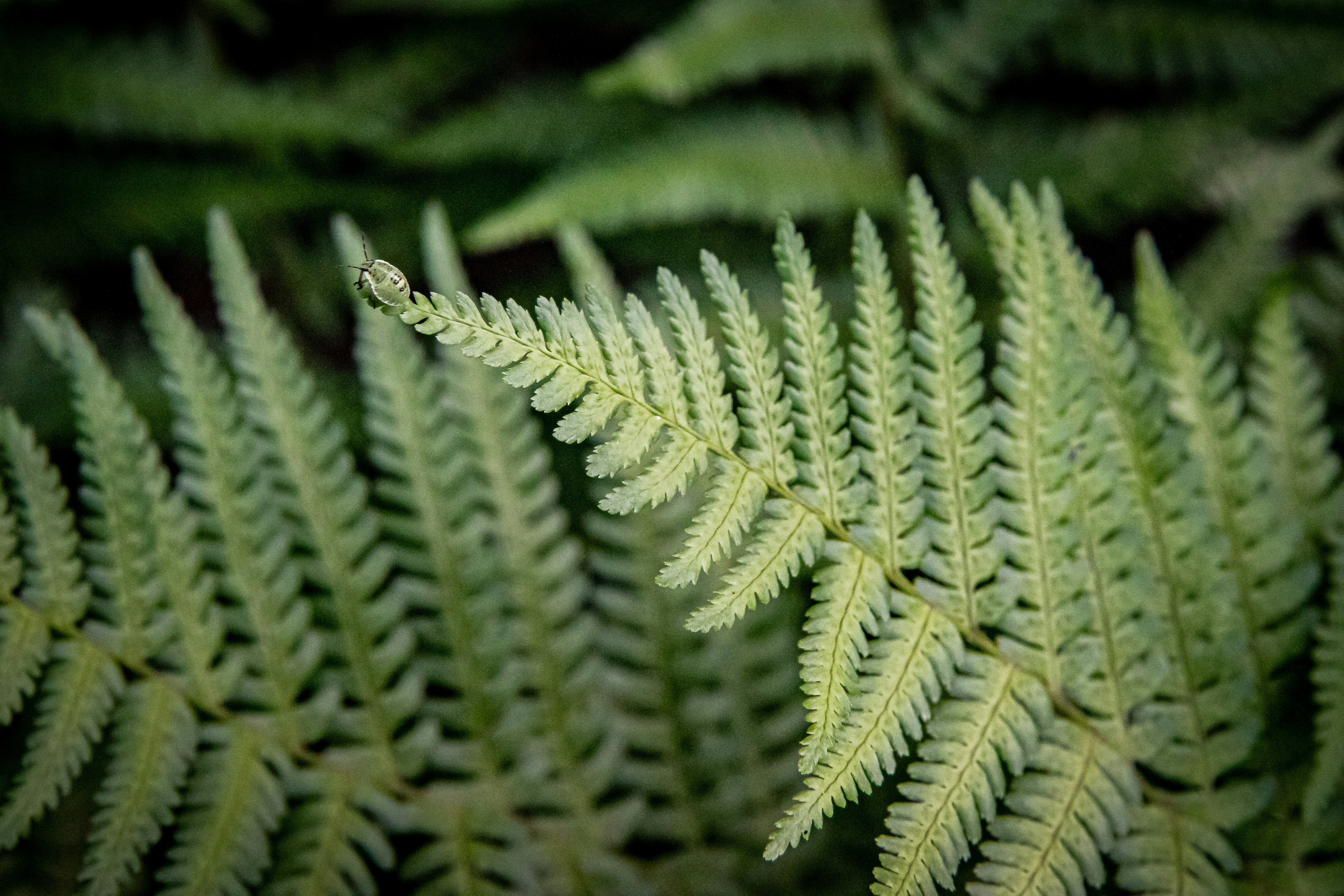 FARN | 5 best free farn, fern, plant and hamburg photos on Unsplash