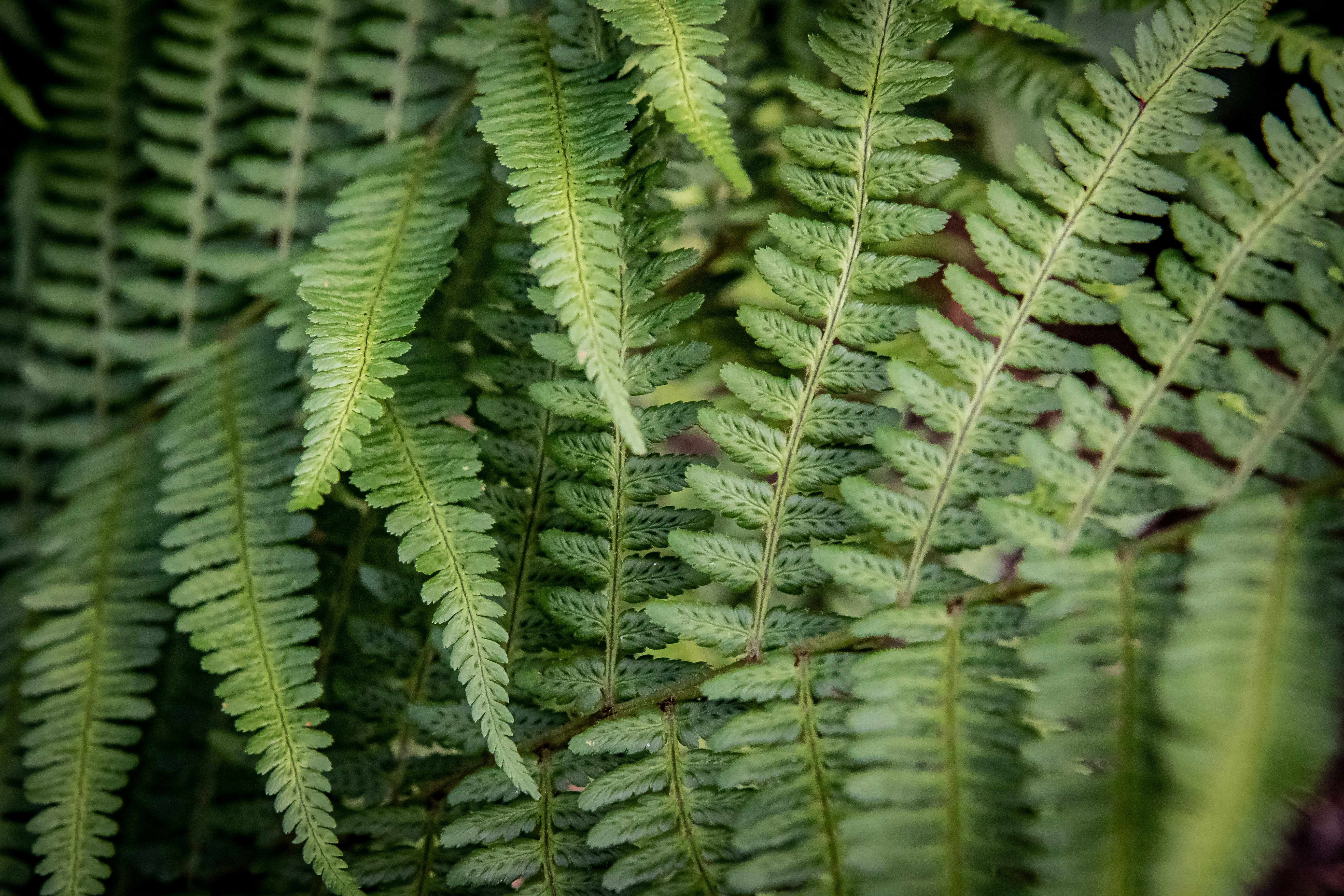 FARN | 5 best free farn, fern, plant and hamburg photos on Unsplash