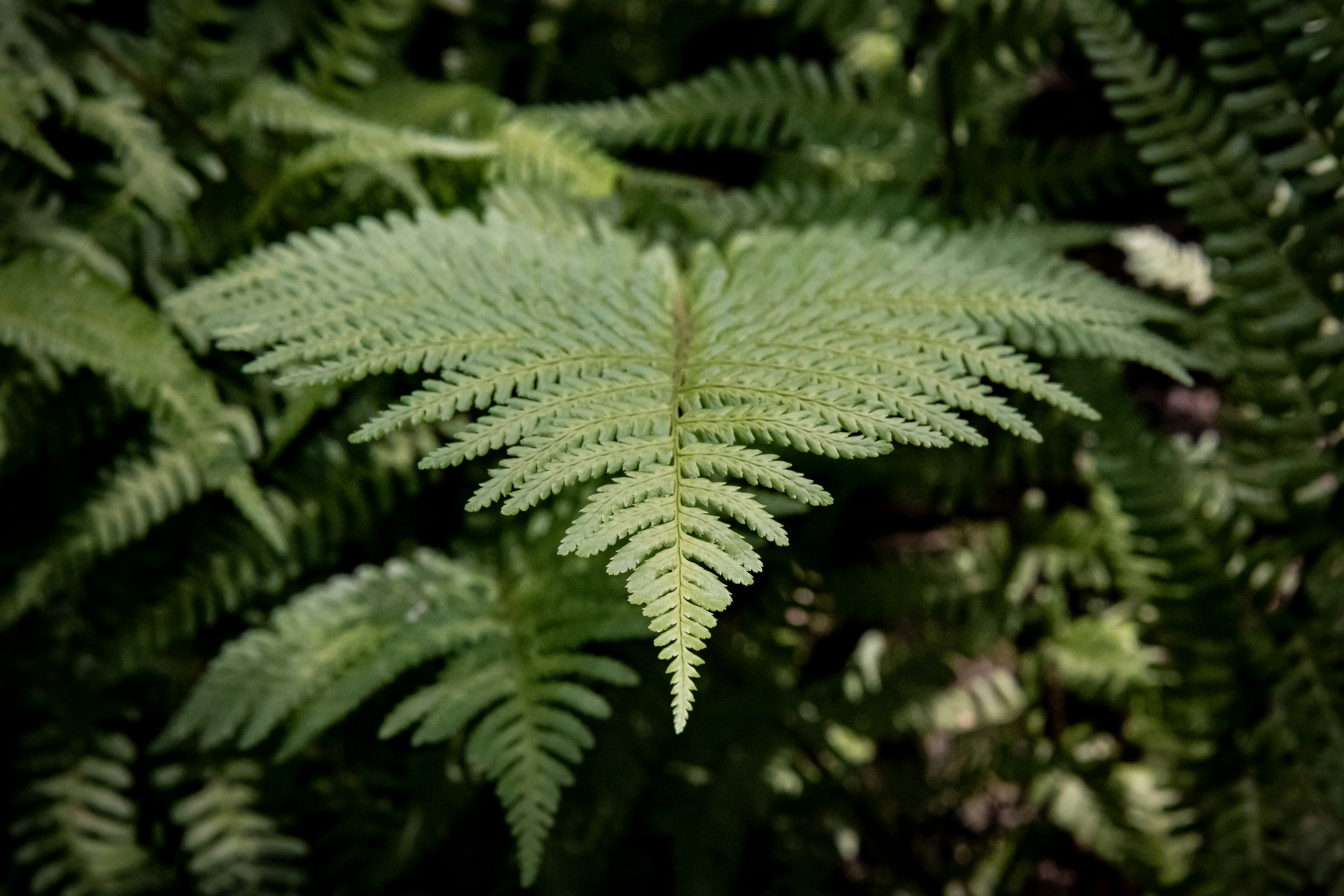 FARN | 5 best free farn, fern, plant and hamburg photos on Unsplash