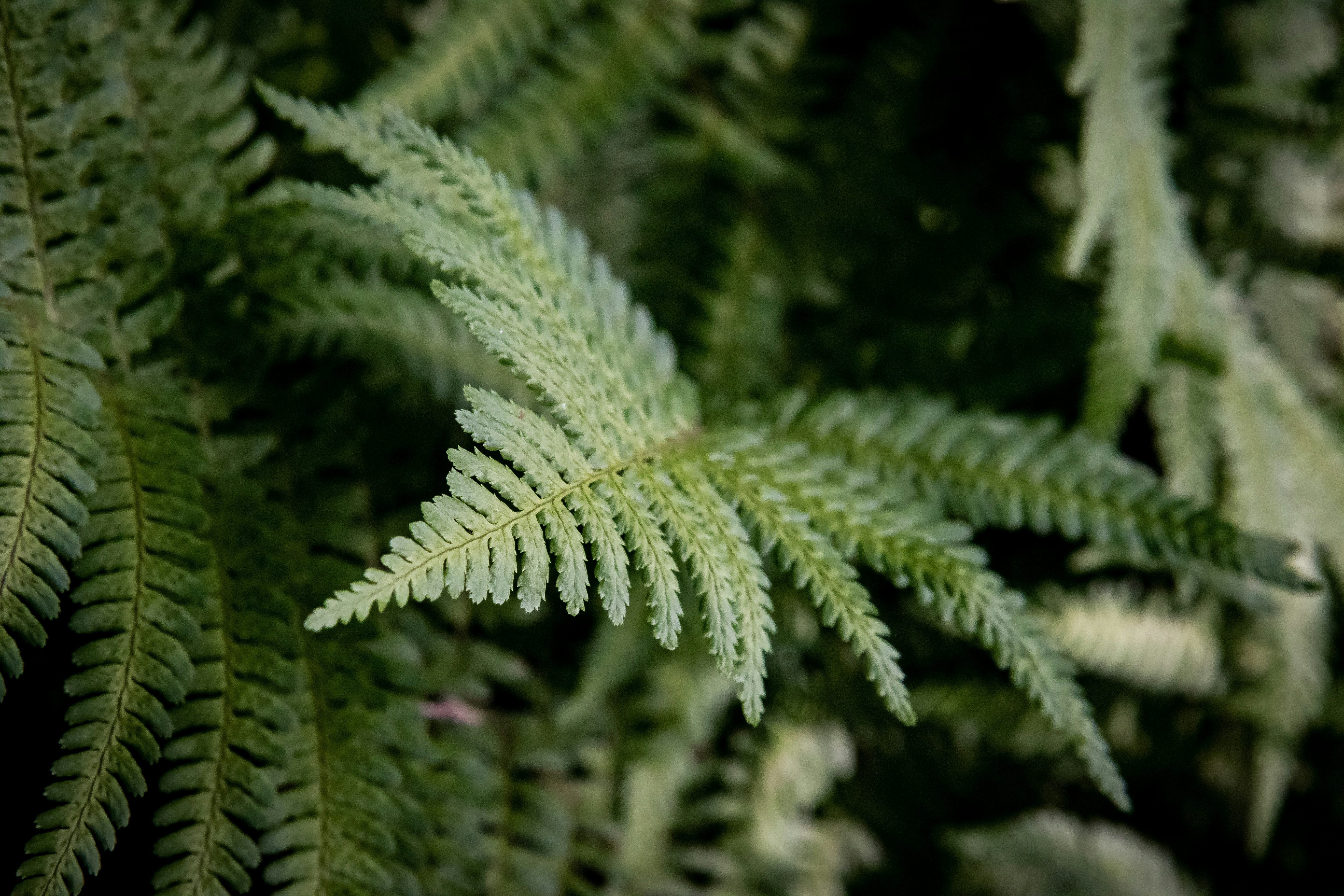 Close-up of a pine tree photo – Free Carl-cohn-straße Image on Unsplash