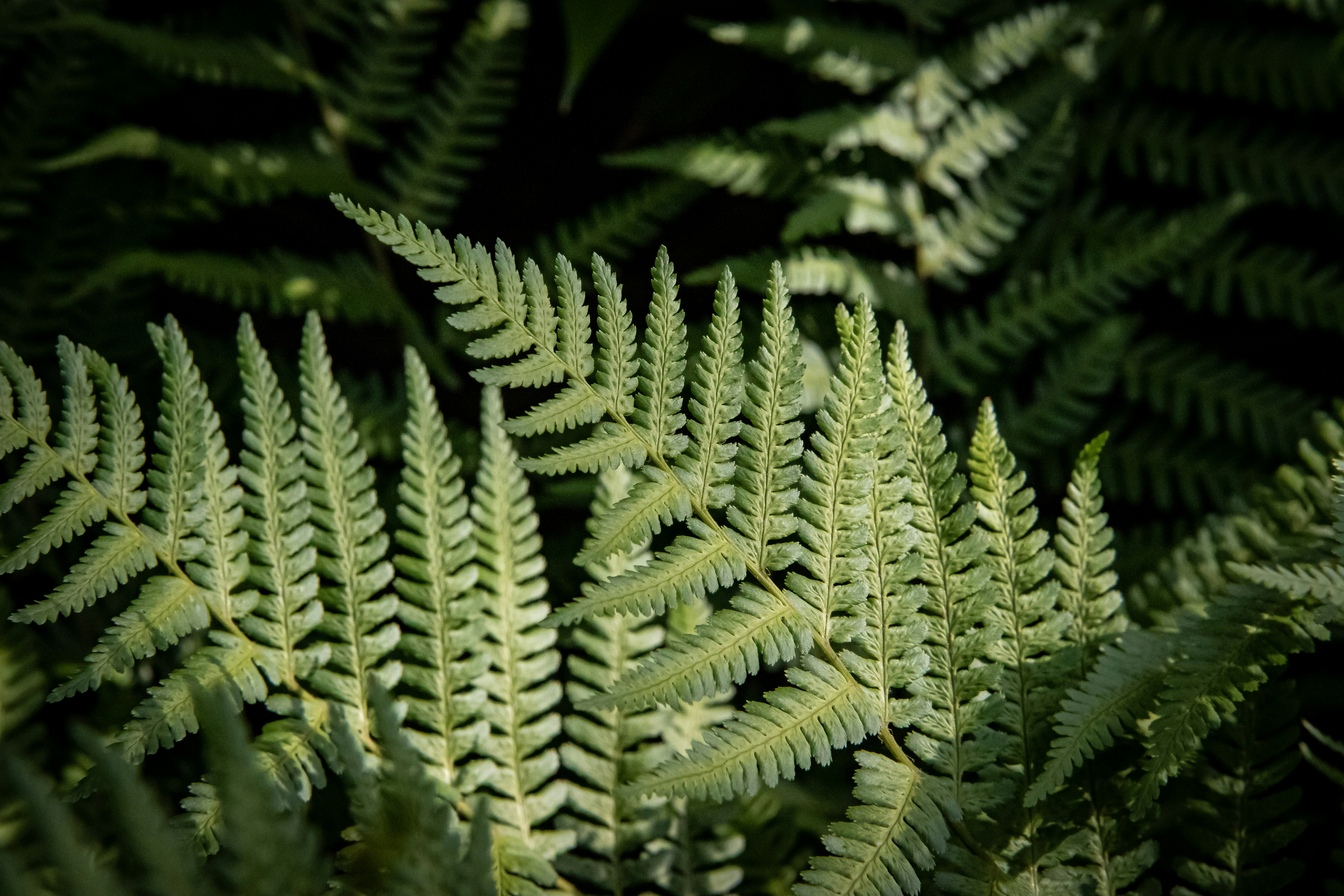 FARN | 5 best free farn, fern, plant and hamburg photos on Unsplash