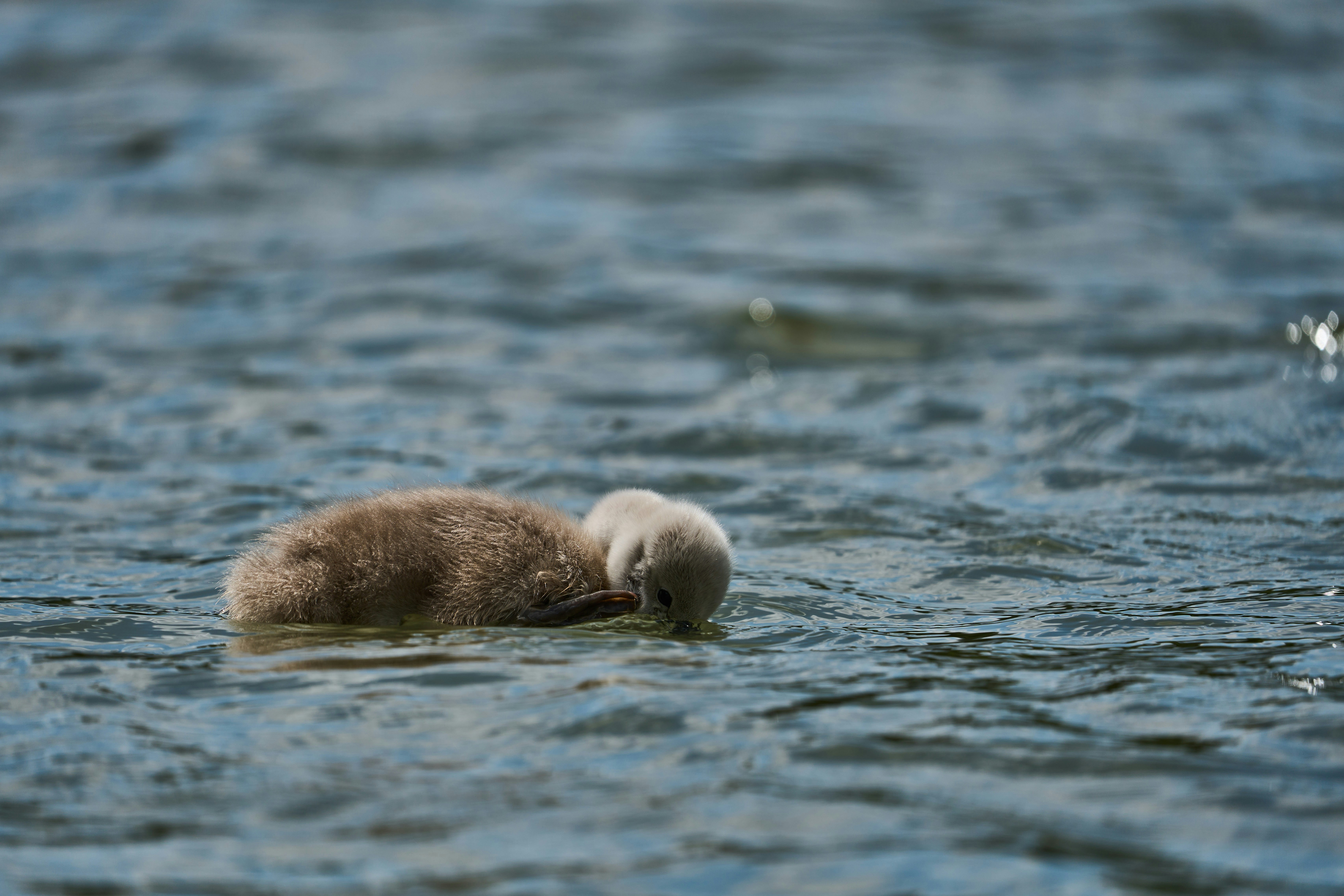 a beaver swimming in the water