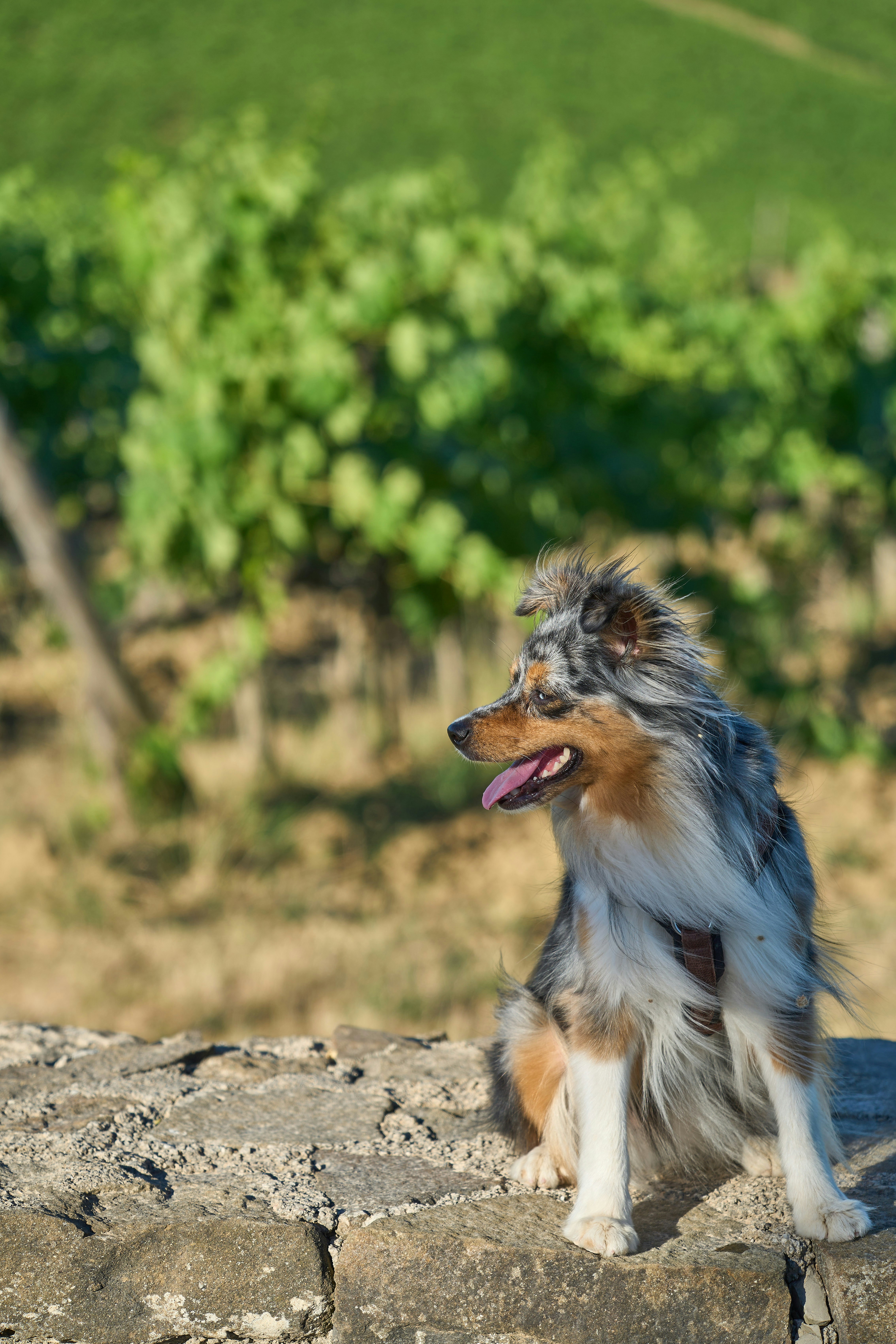 Sunlit Australian Shepherd Perched on a Cracked Stone Wall by a Verdant Vineyard