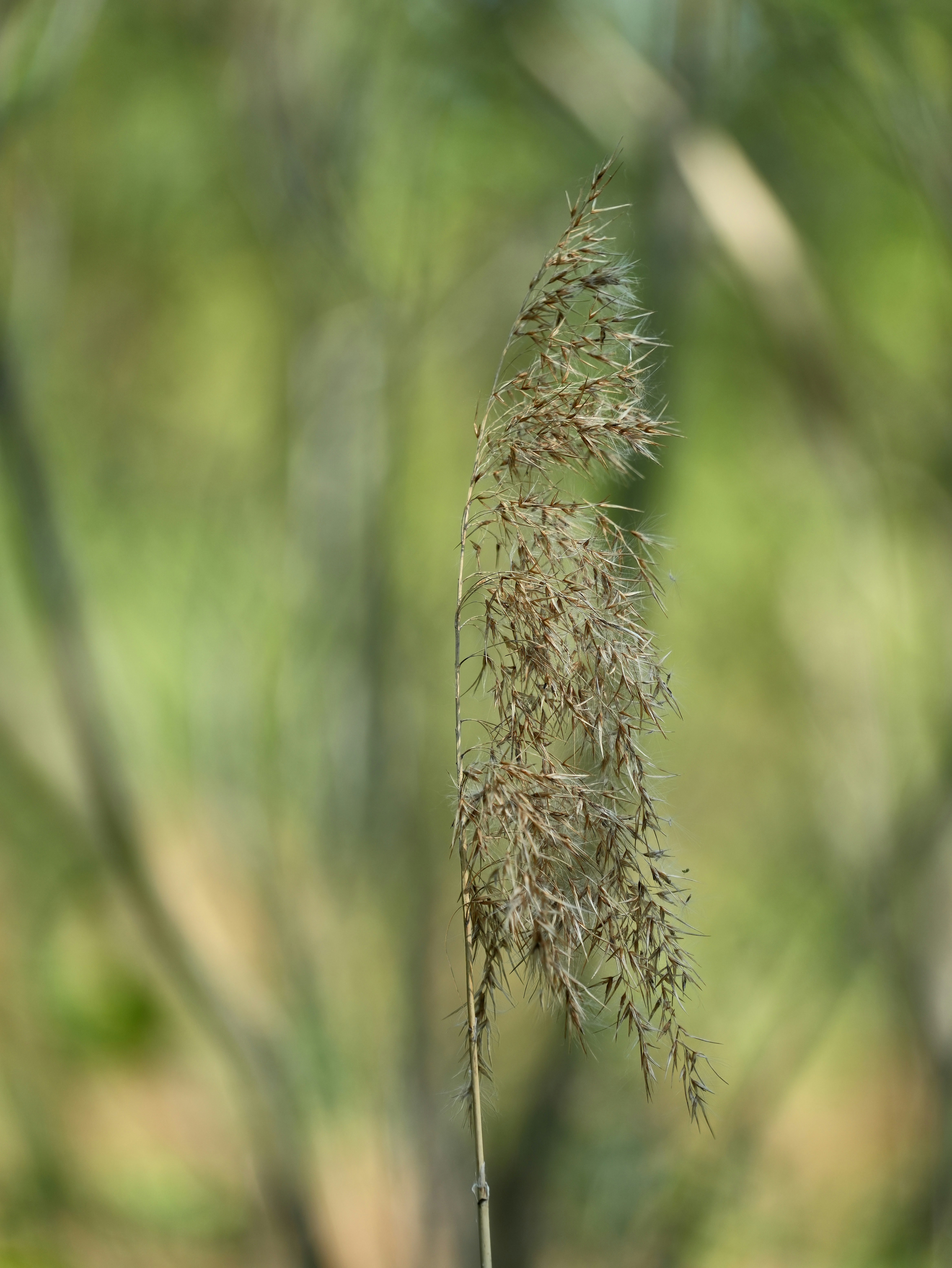 Photo by Wolfgang Hasselmann with Sony Alpha 7 IV