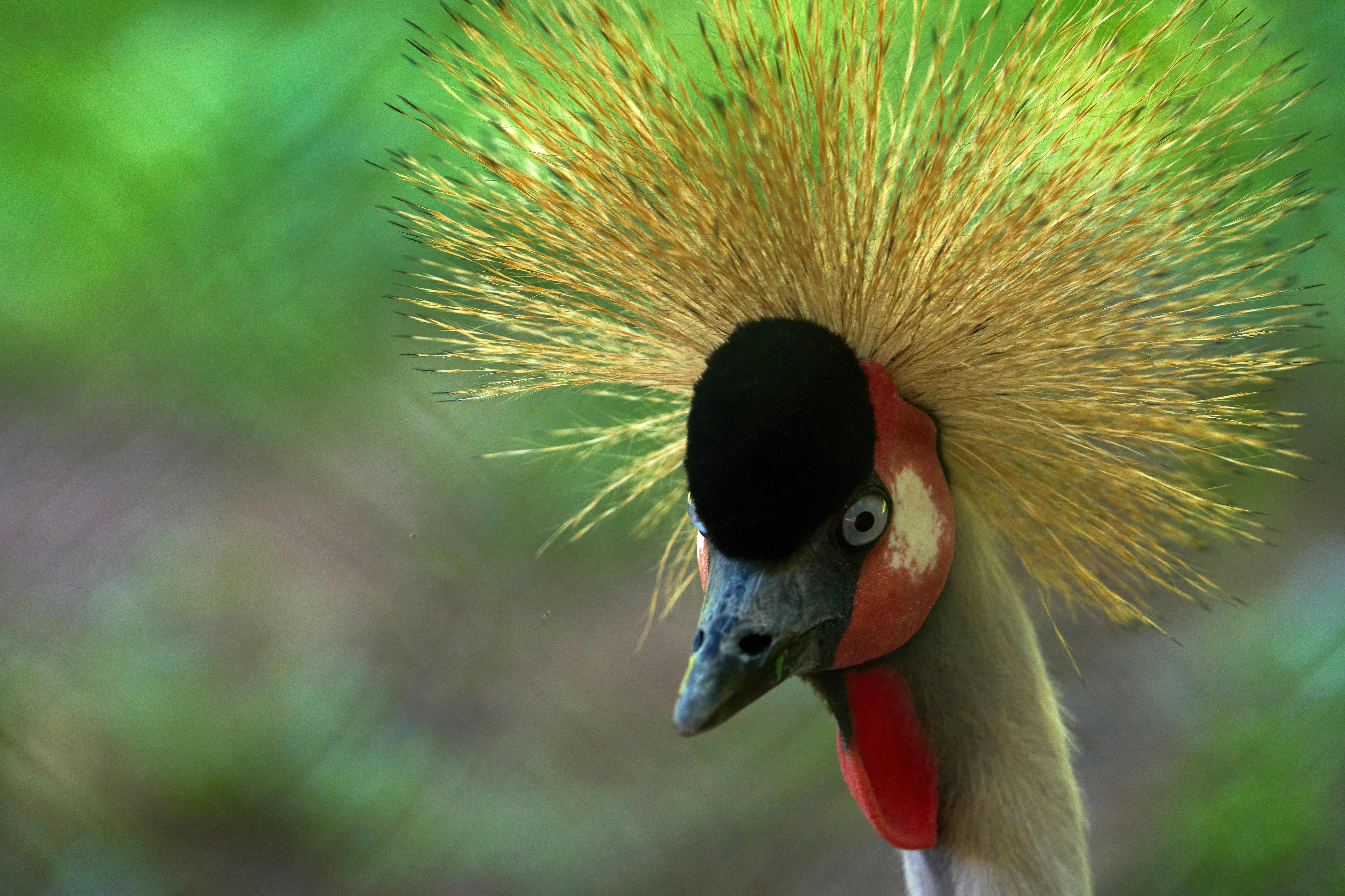 A bird with a wig photo – Free Crane bird Image on Unsplash
