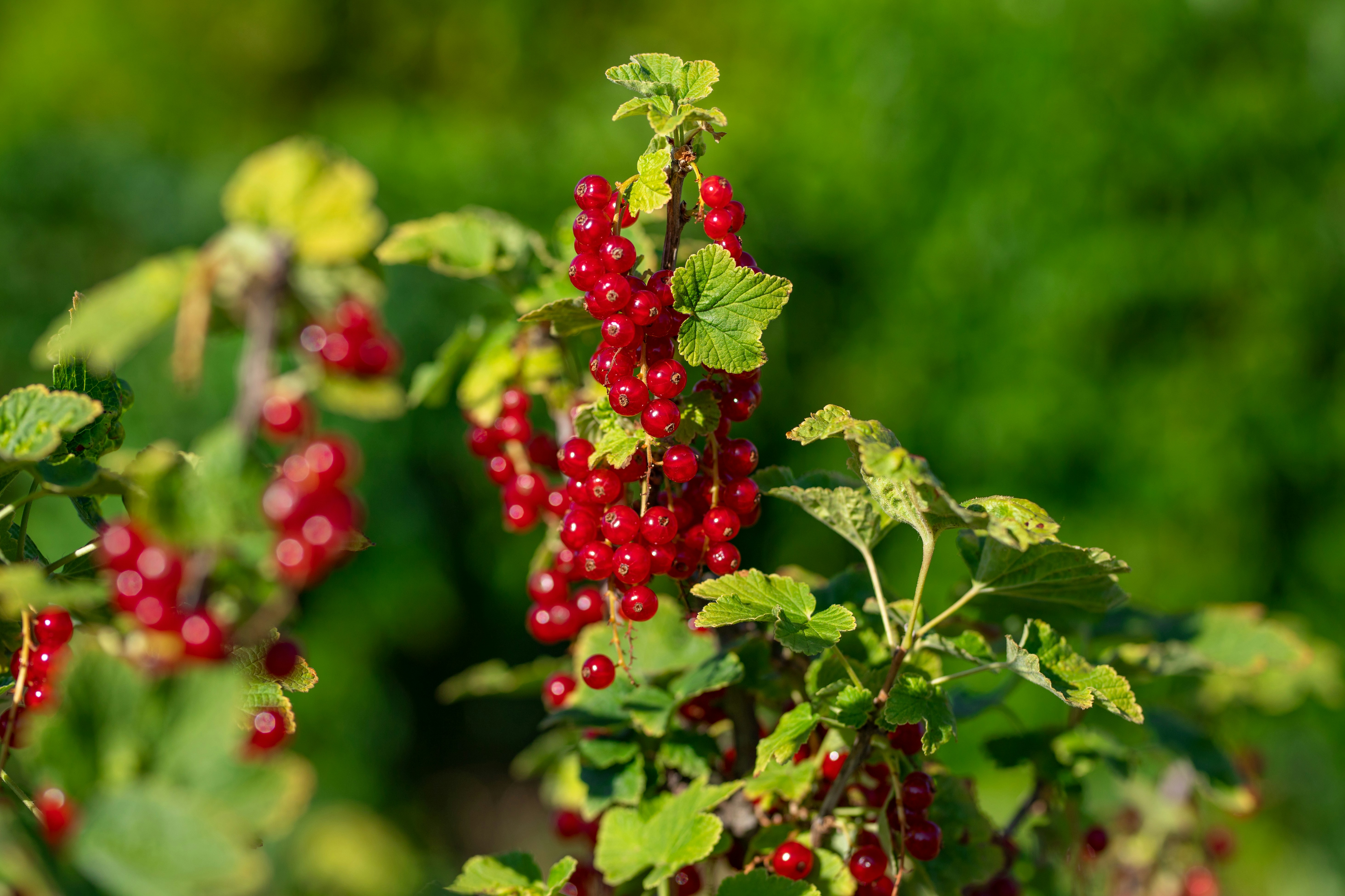 Un buisson aux baies rouges photo – Photo Fruit Gratuite sur Unsplash
