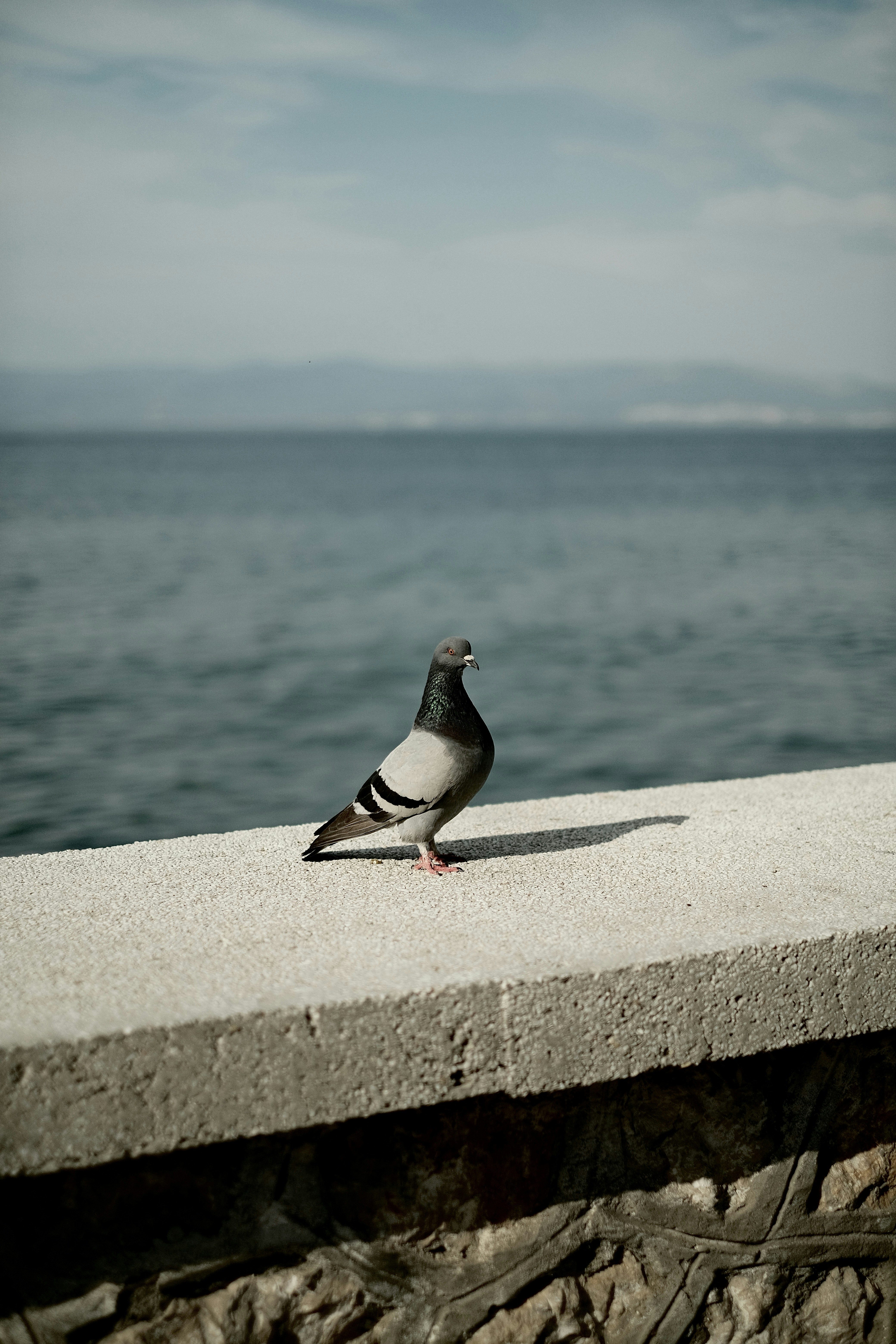 a bird sitting on a ledge