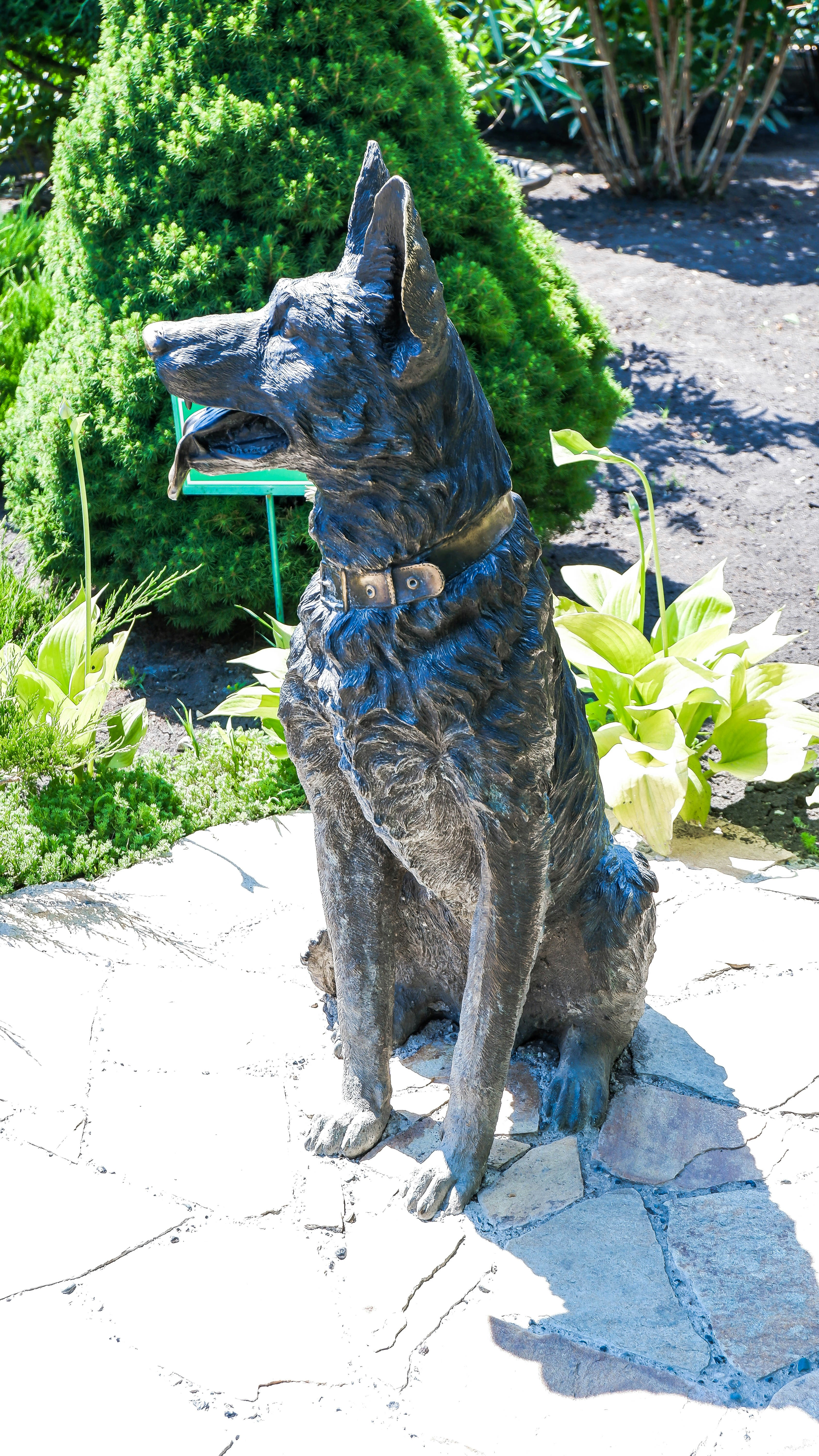 Sunlit Guardian: A Weathered German Shepherd Statue Watches Over a Garden Path