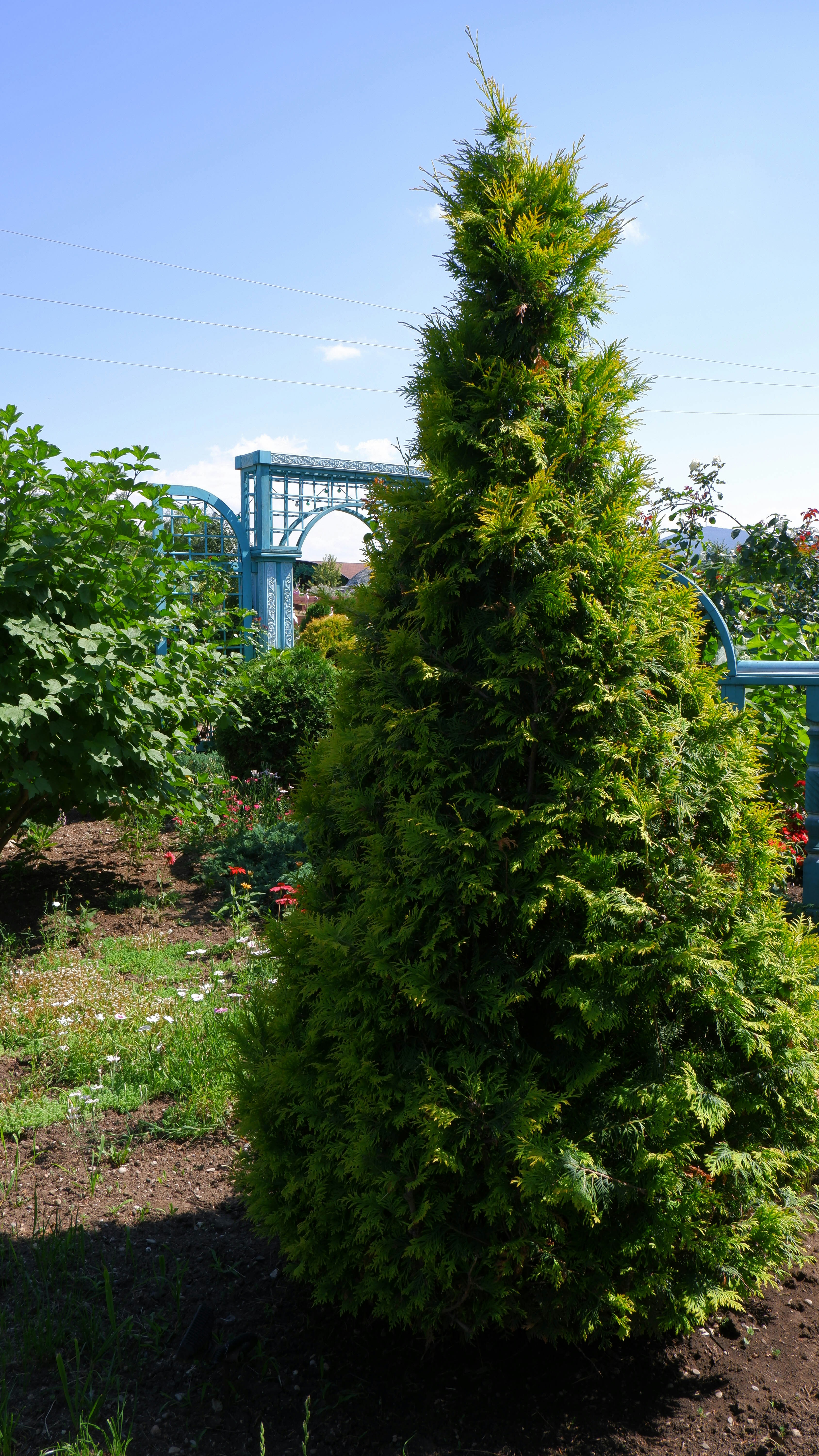 a tall tree in a garden