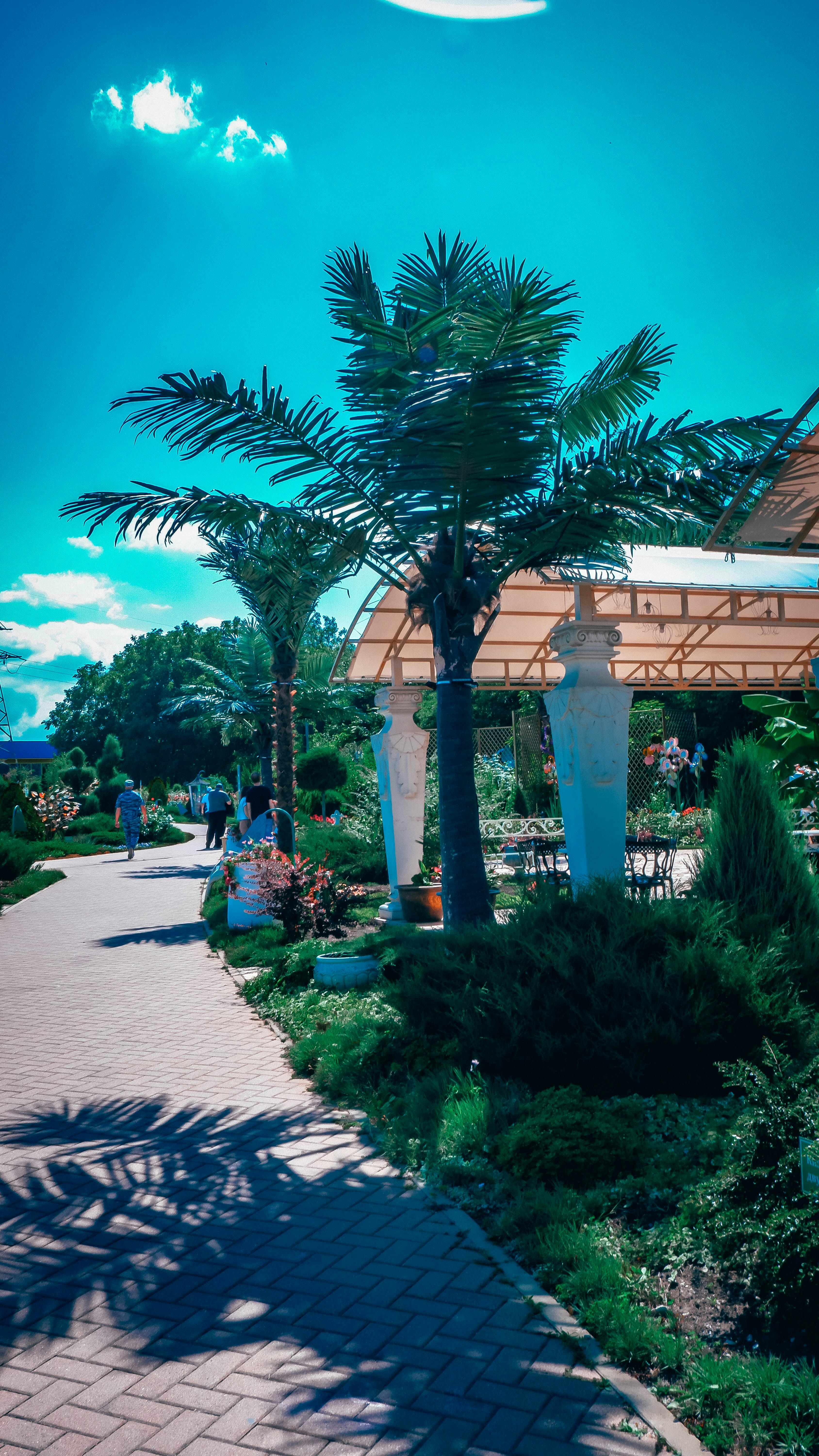 A walkway with palm trees and a building with columns photo – Free ...