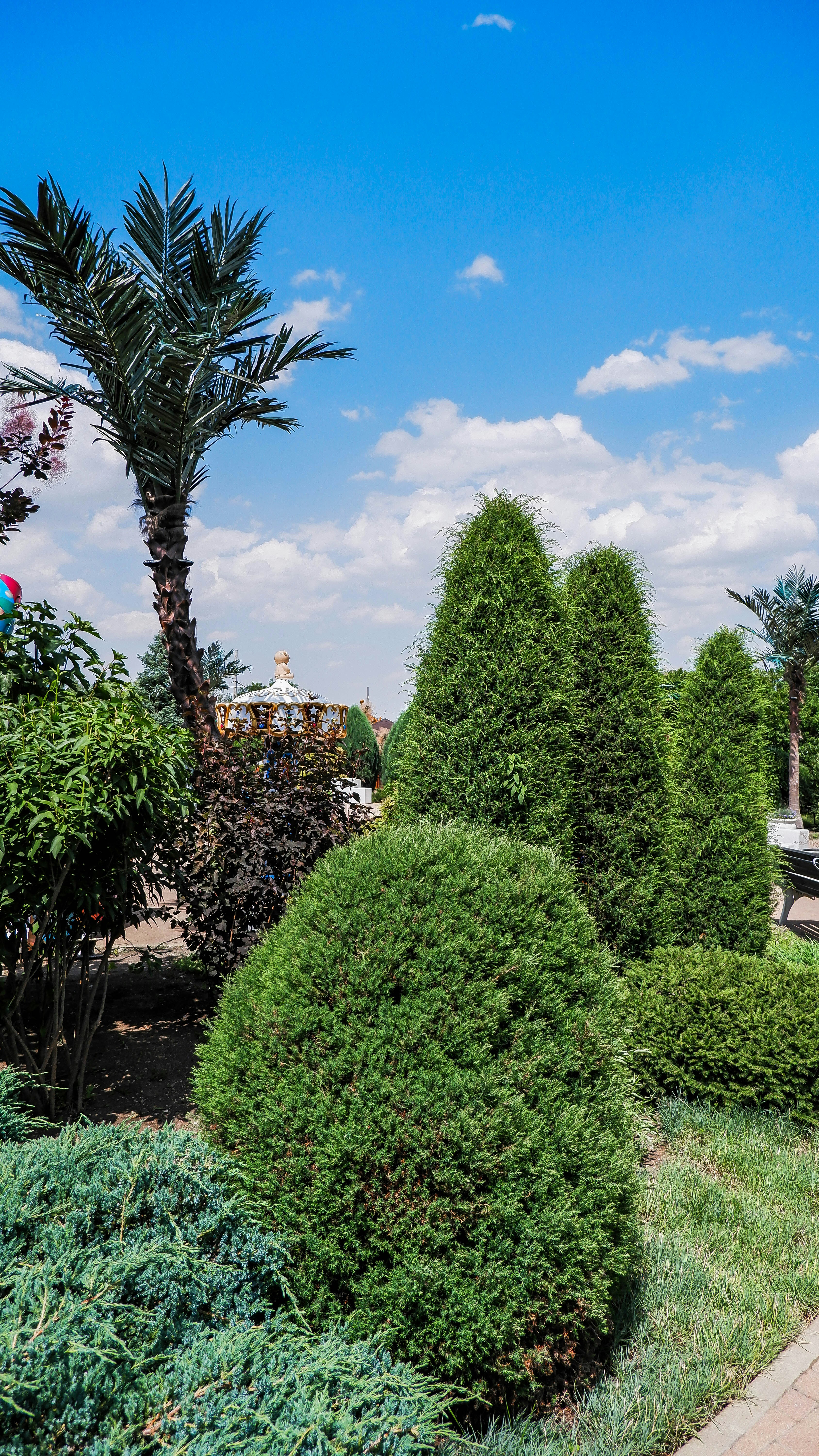 A large bush with a building in the background photo – Free Blue Image ...