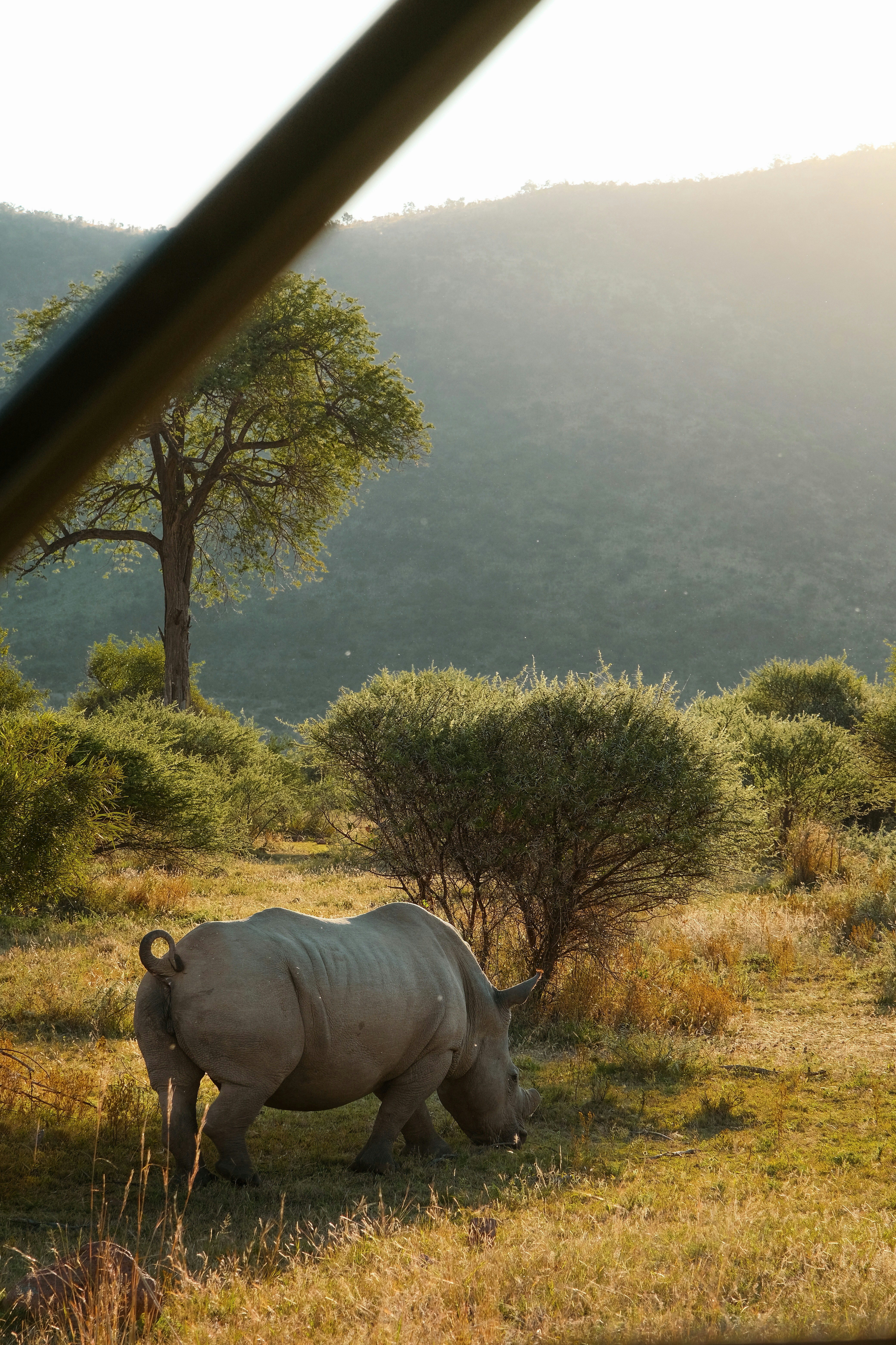 a rhinoceros in a field