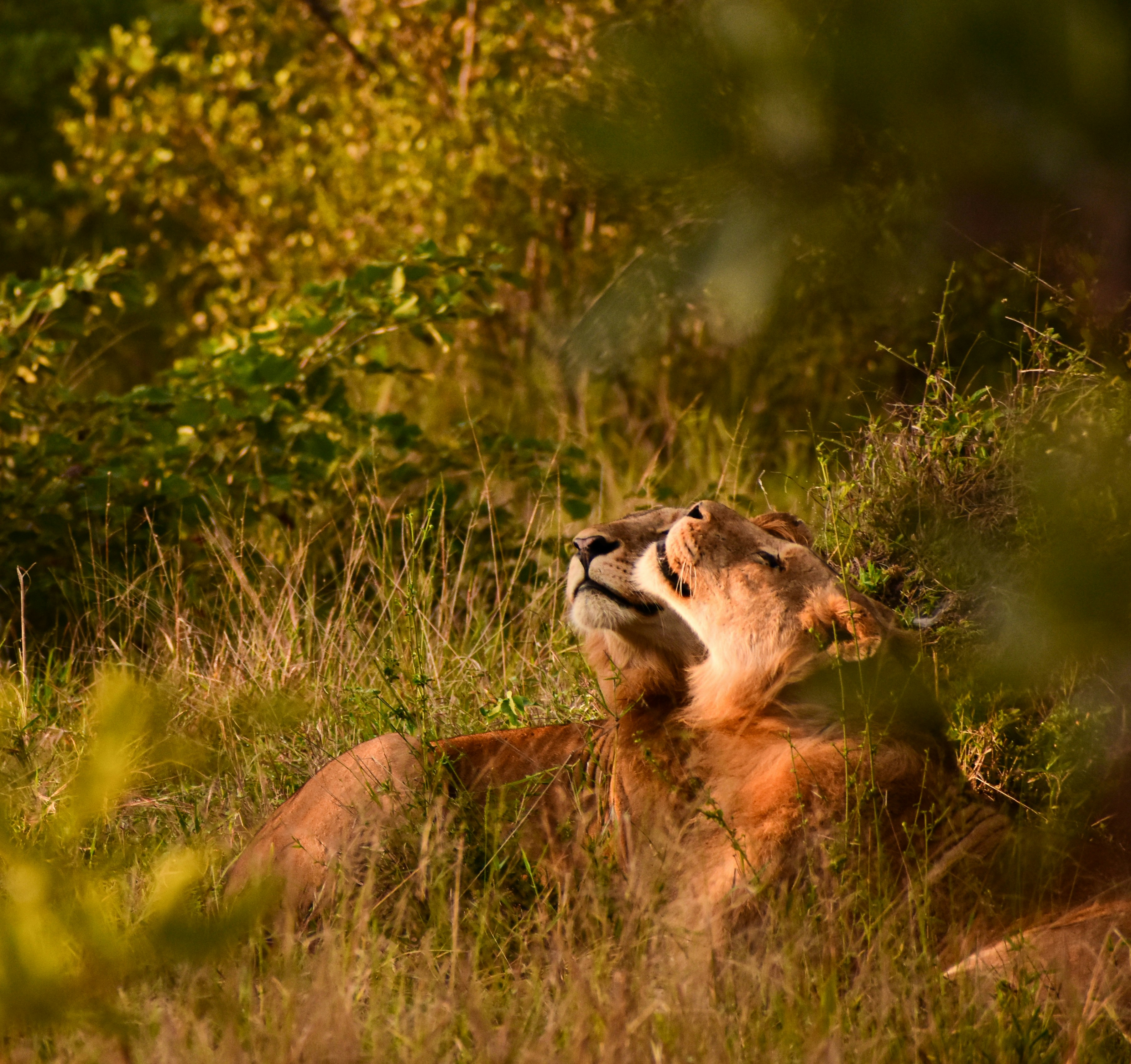 Sunlit Vigil: A lioness rests in golden brush as warm light filters through