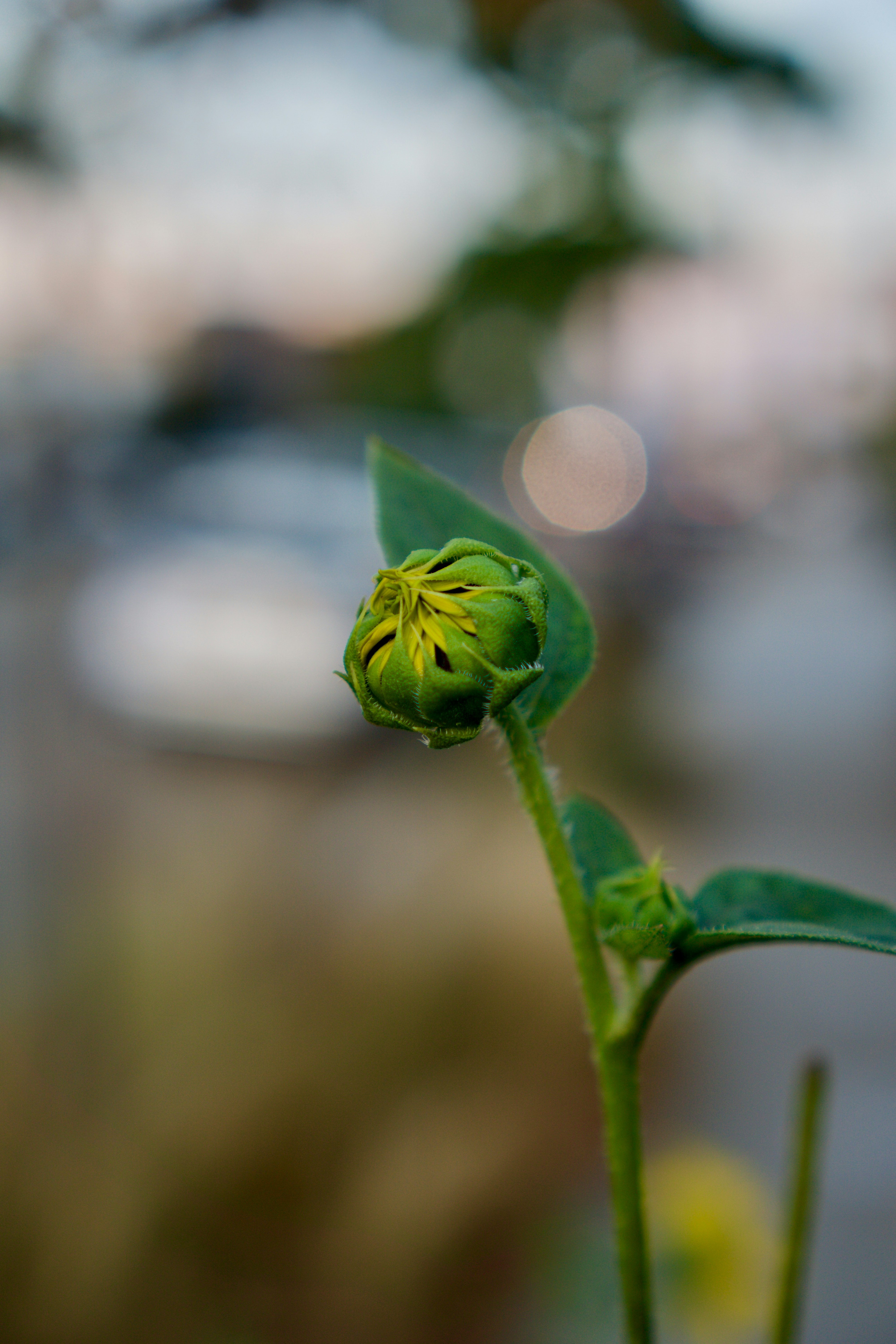 Emerald Bud in a City of Soft Focus