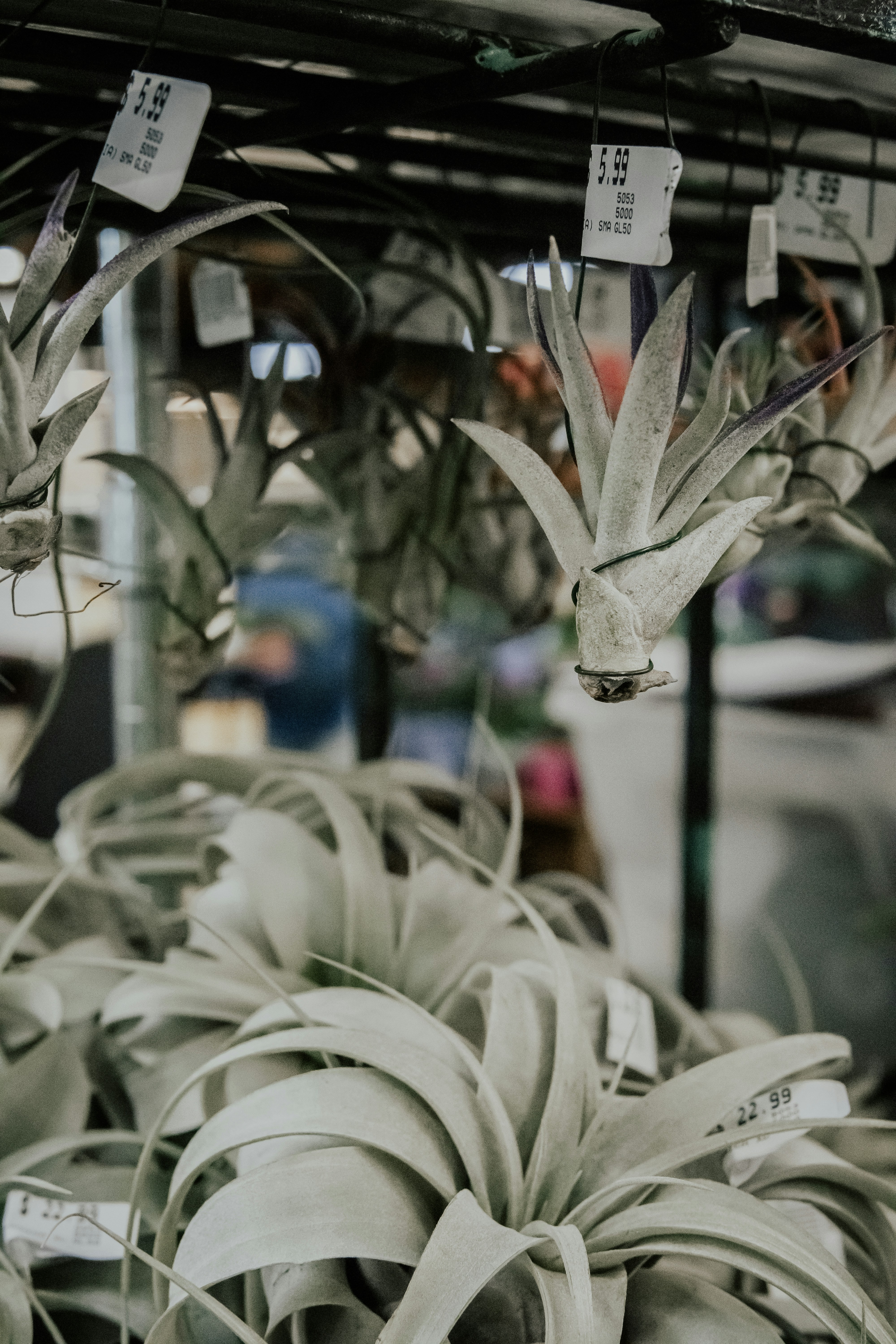 Tillandsia Portrait Under Price Tags in a Market Greenhouse