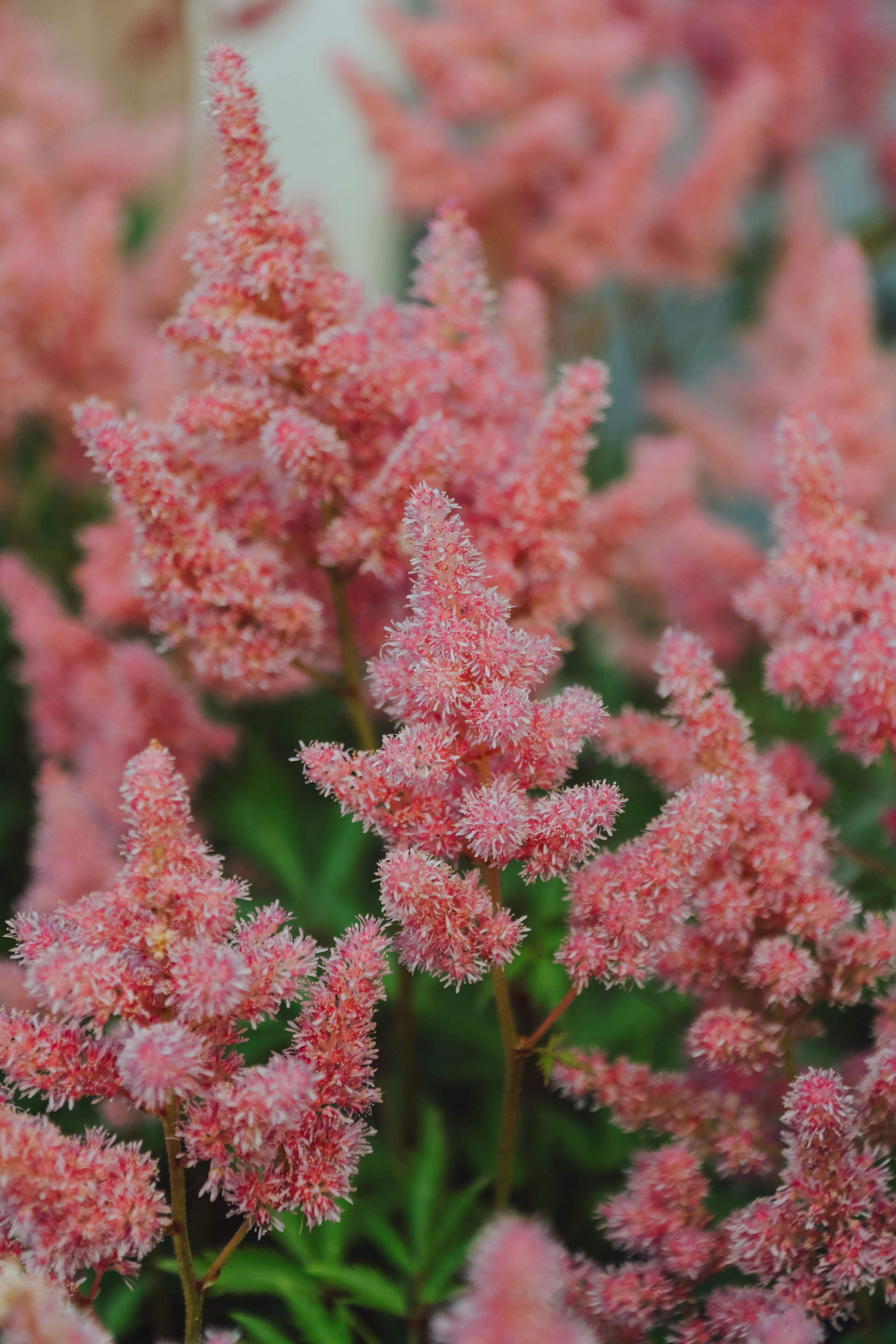 A close up of pink flowers photo – Free Plant Image on Unsplash