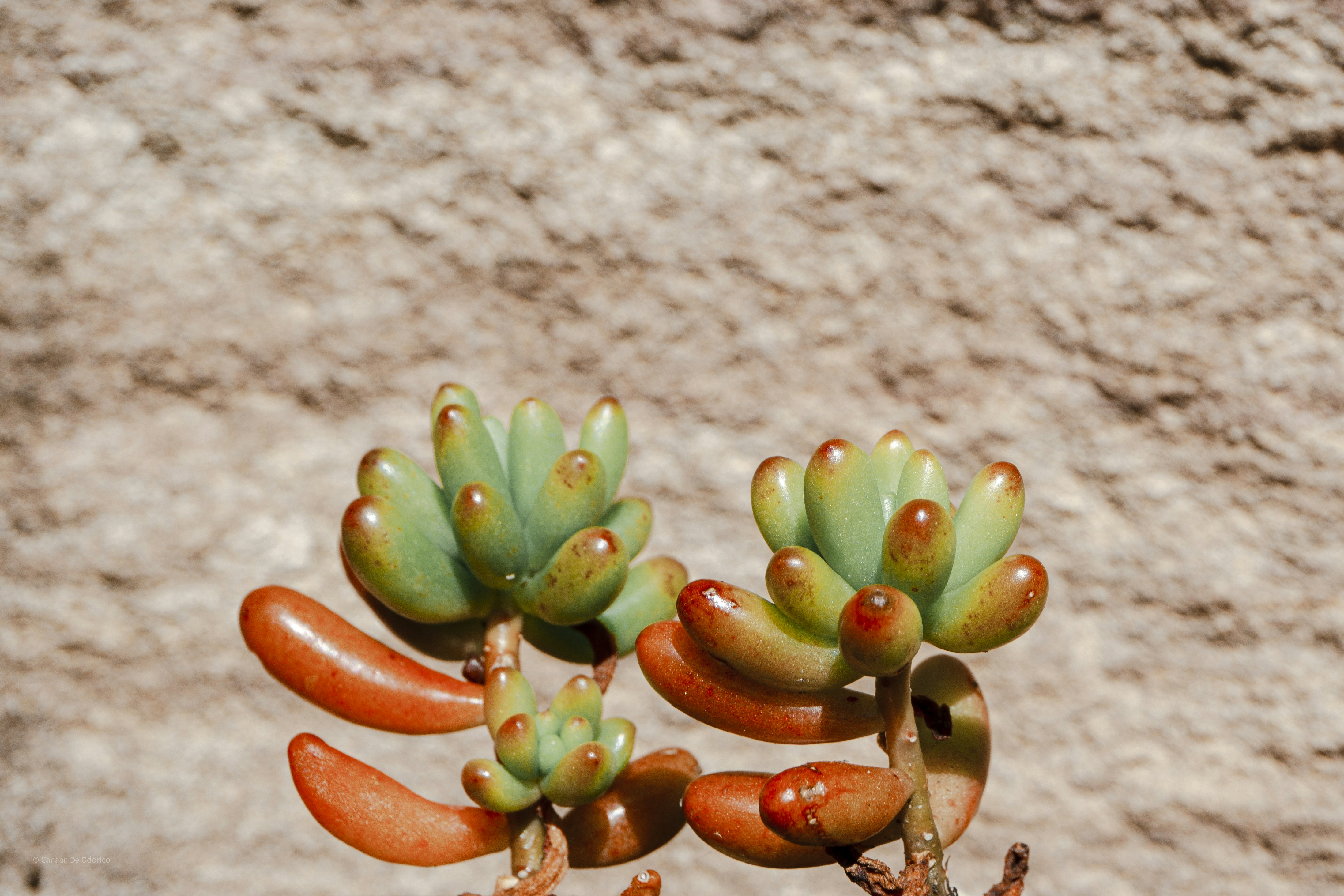 Close-up of a vibrant succulent plant with green and reddish leaves, set against a textured gray background.