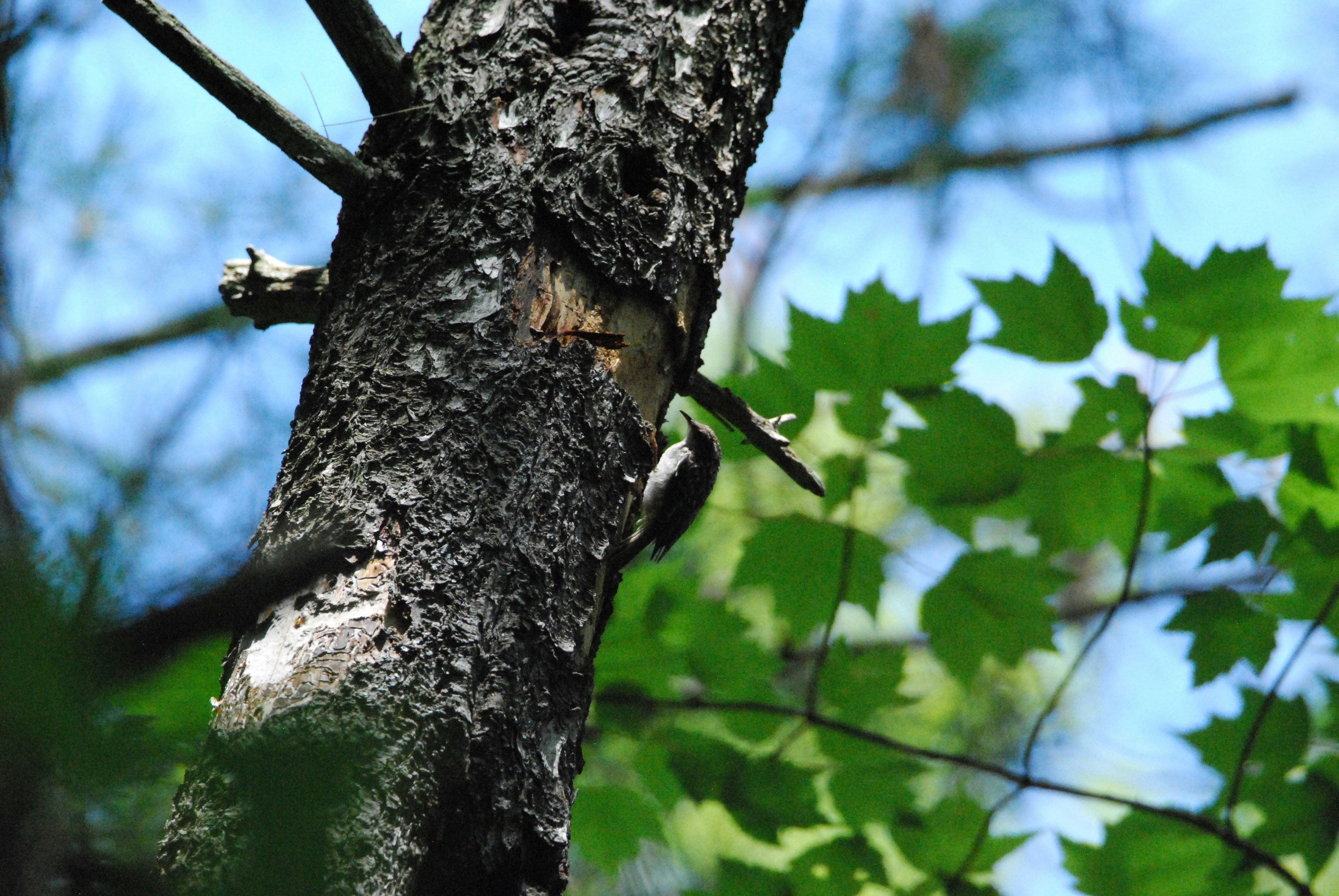 A woodpecker skillfully pecking at the bark of a tree, surrounded by vibrant green leaves and dappled sunlight.
