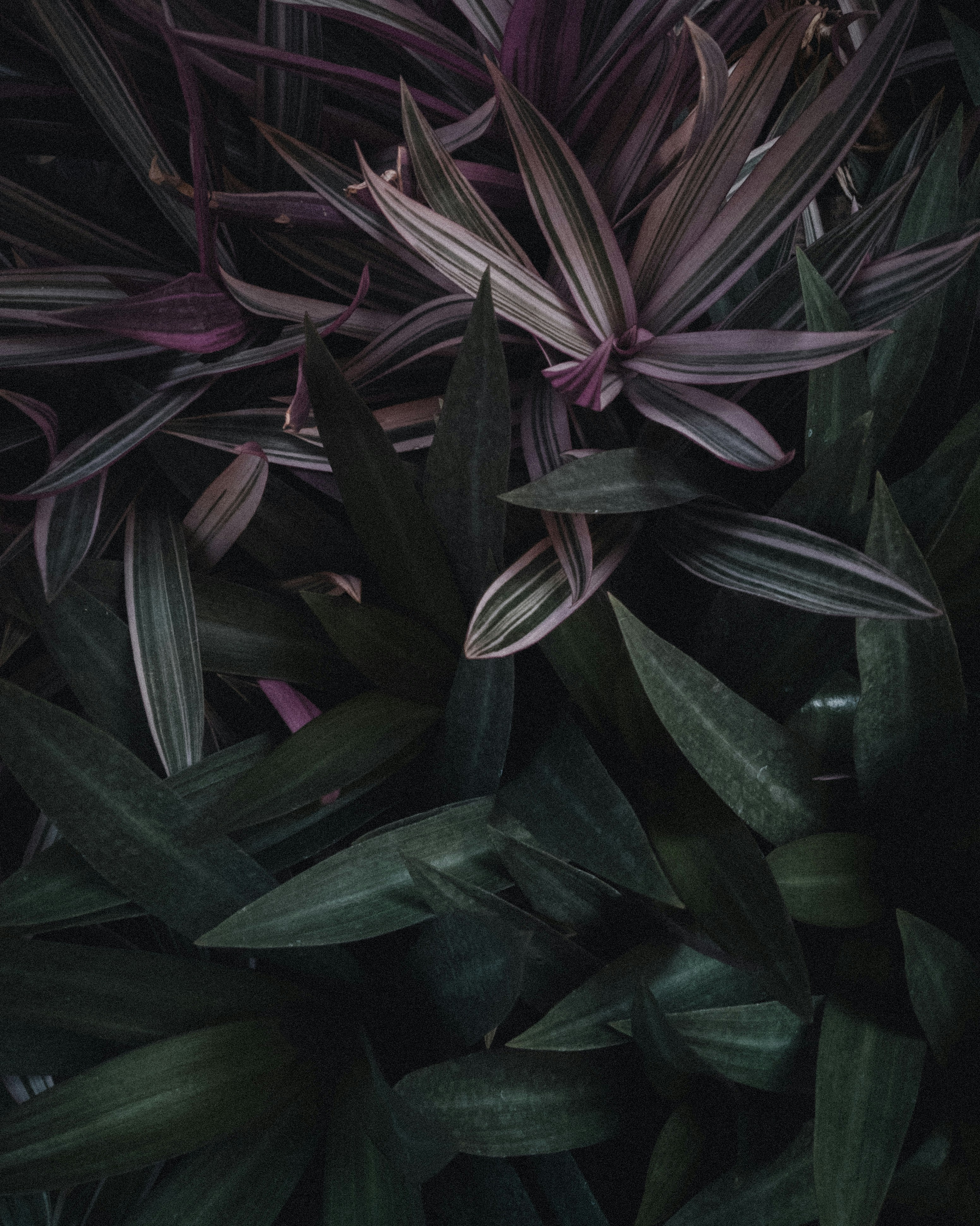 A vibrant arrangement of various green leaves and purple striped foliage, creating a lush, textured composition.